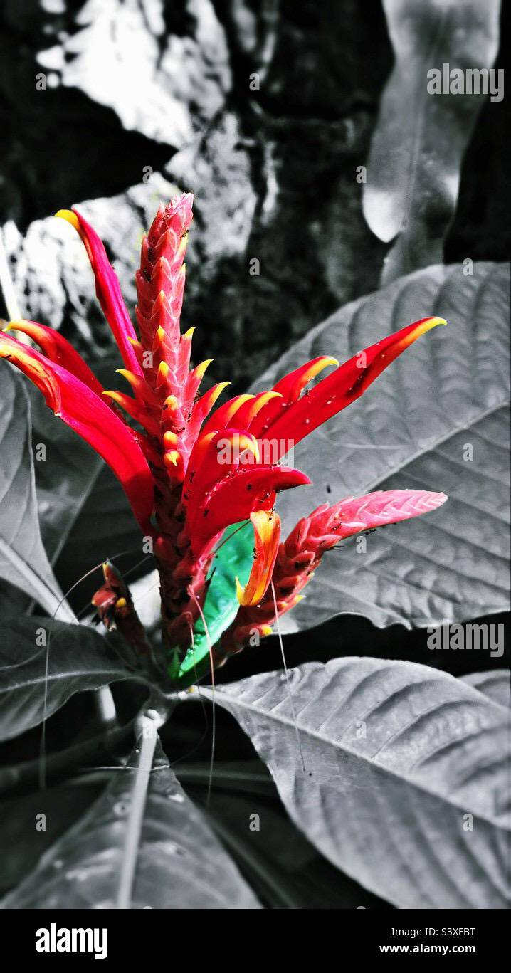 Tropical pop hi-res stock photography and images - Alamy