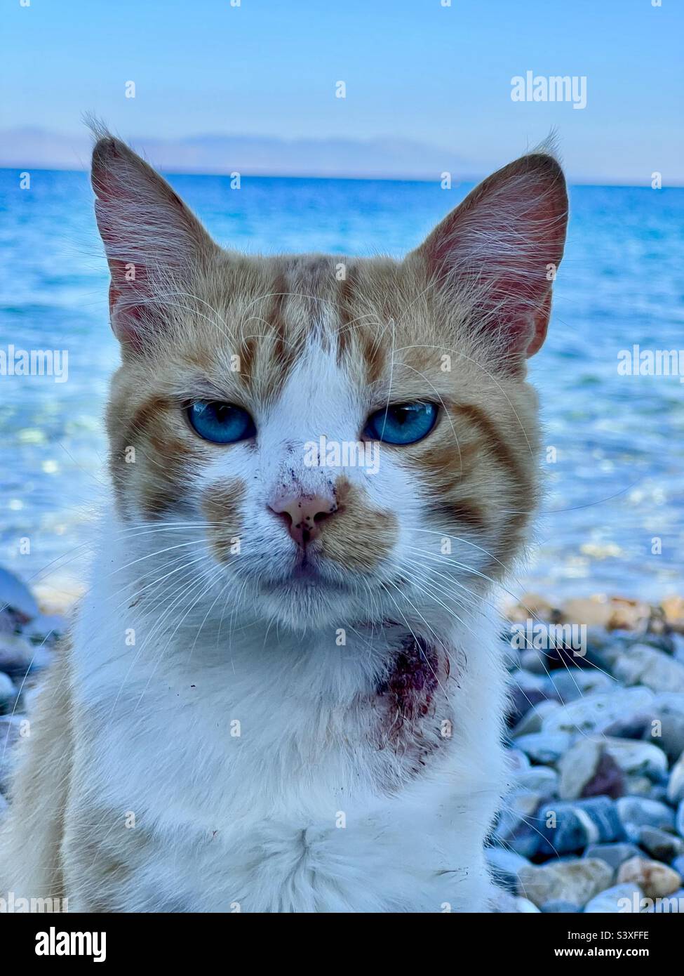 Orange and blue cat hi-res stock photography and images - Alamy
