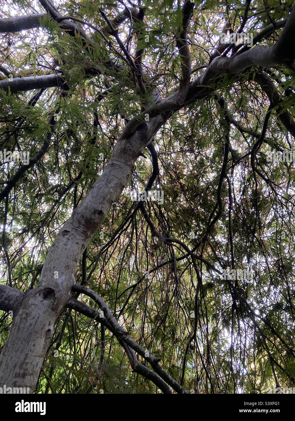 Chilling under the tree hi-res stock photography and images - Alamy