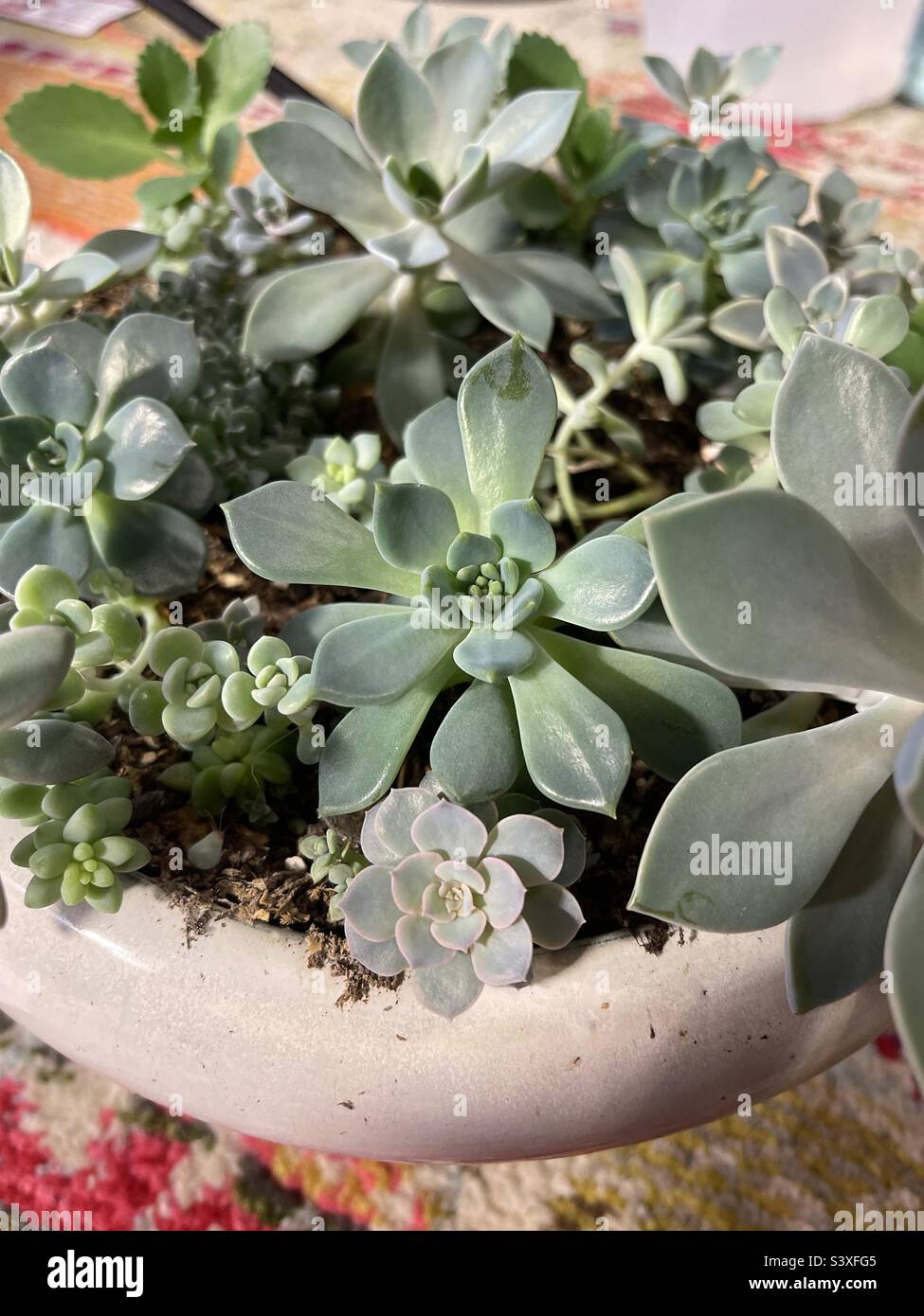 Propagate succulent hi-res stock photography and images - Alamy