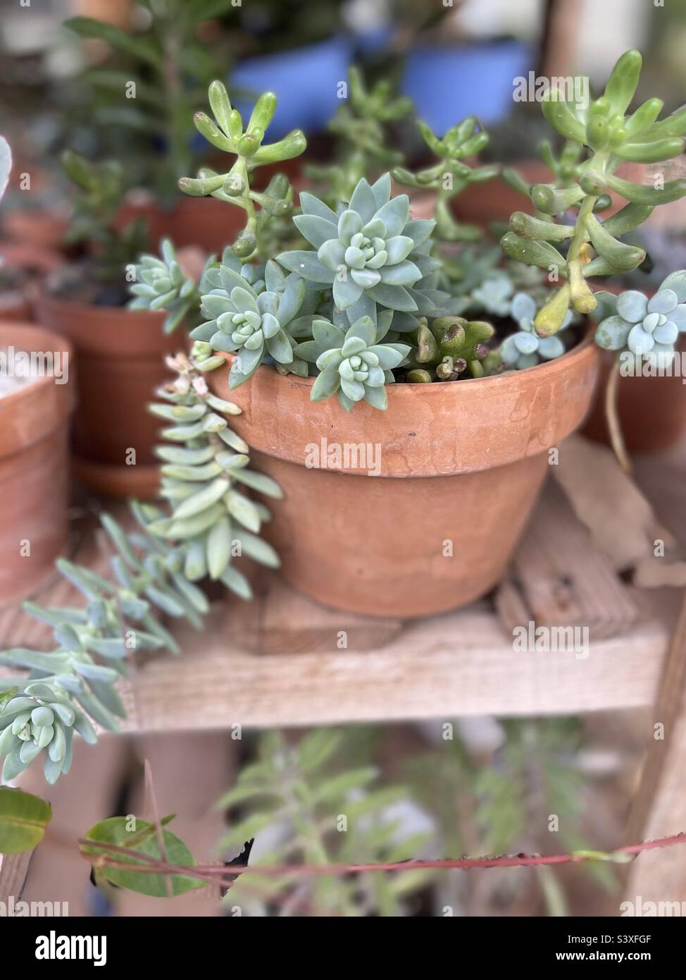 Jade succulents hi-res stock photography and images - Alamy