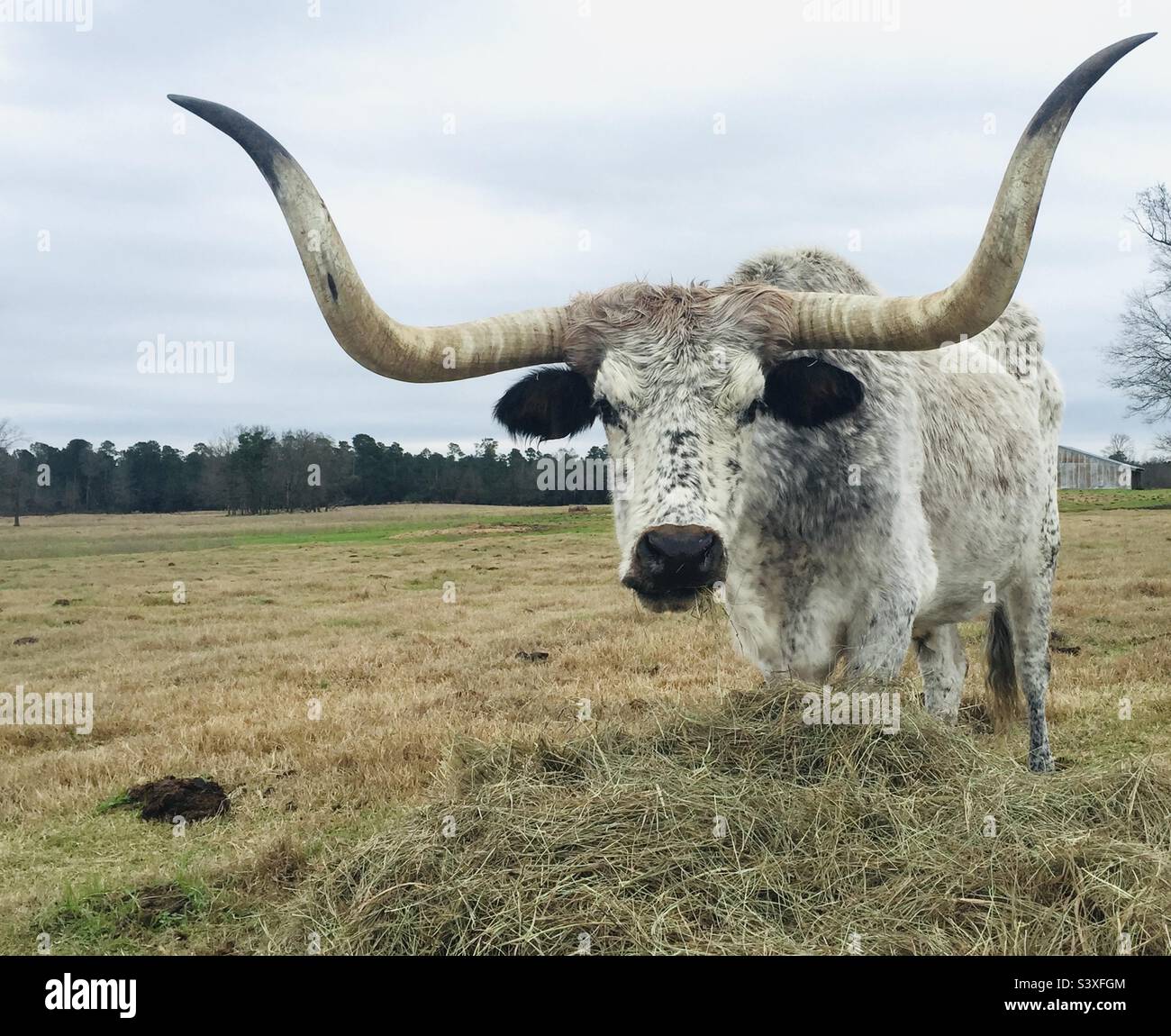 Roping longhorn cattle hi-res stock photography and images - Alamy