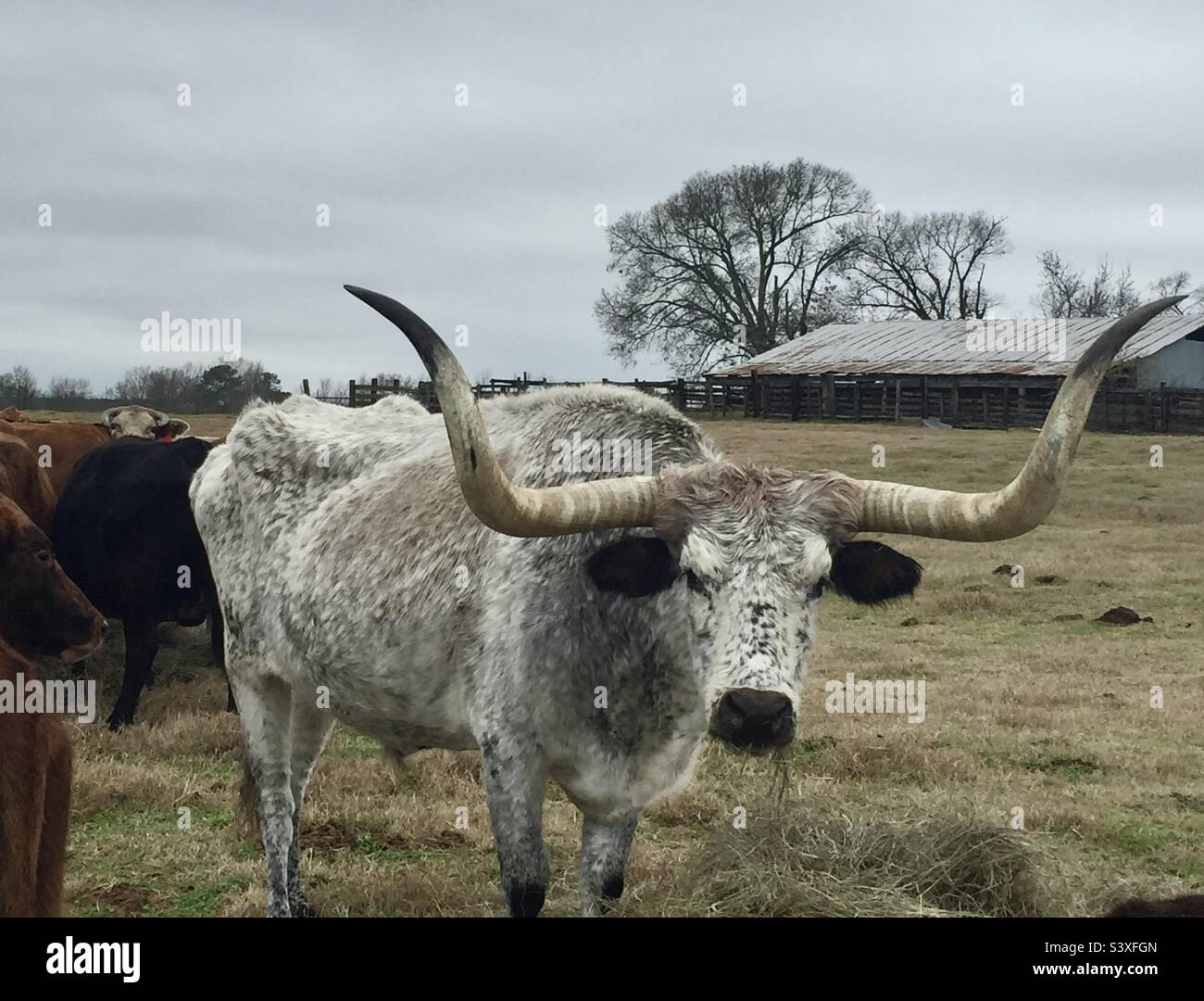 Texas longhorn steer hi-res stock photography and images - Alamy