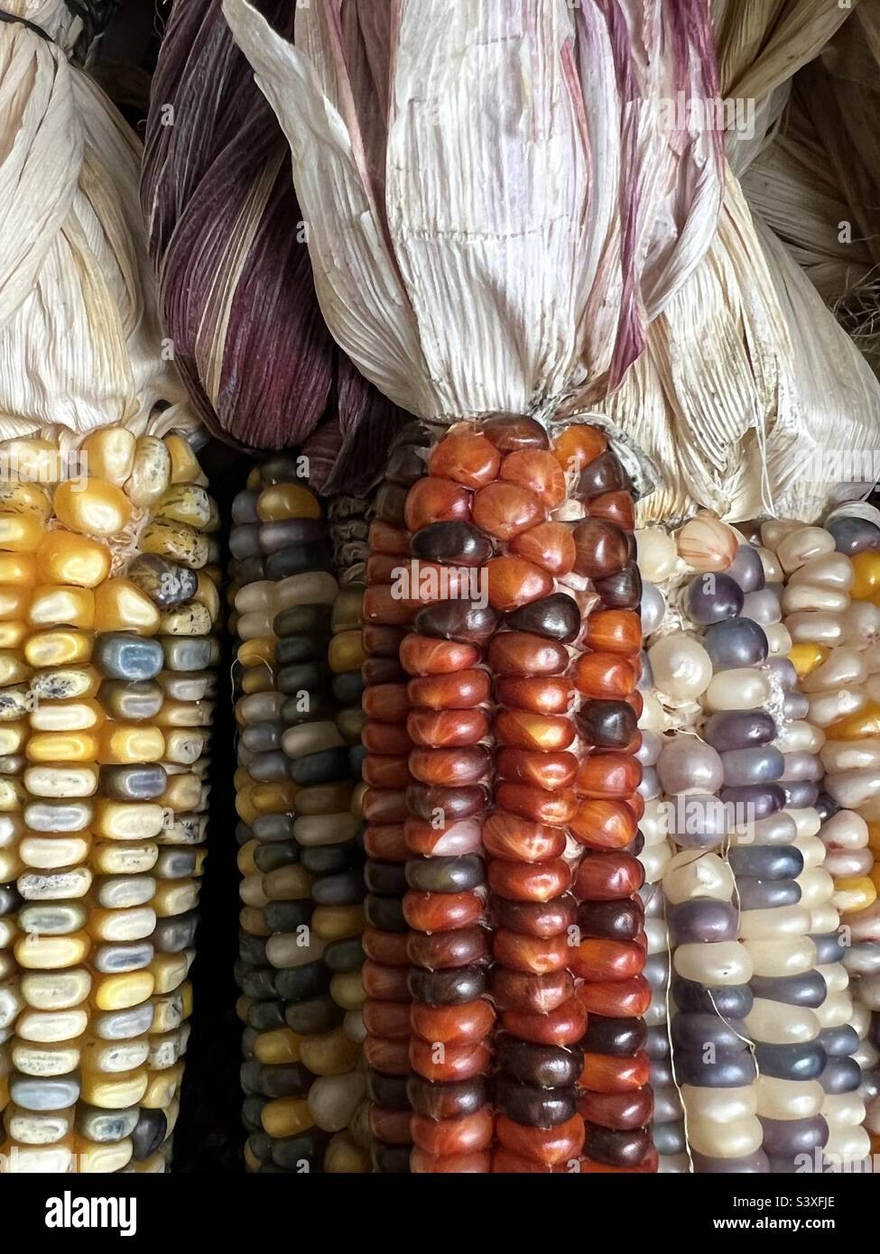 Flint corn hi-res stock photography and images - Alamy