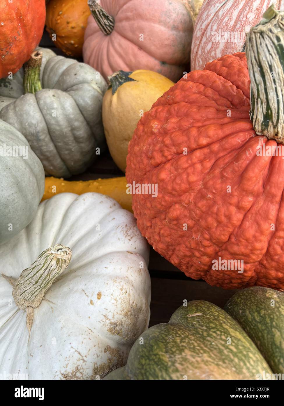 Fall gourds with pumpkin hi-res stock photography and images - Alamy