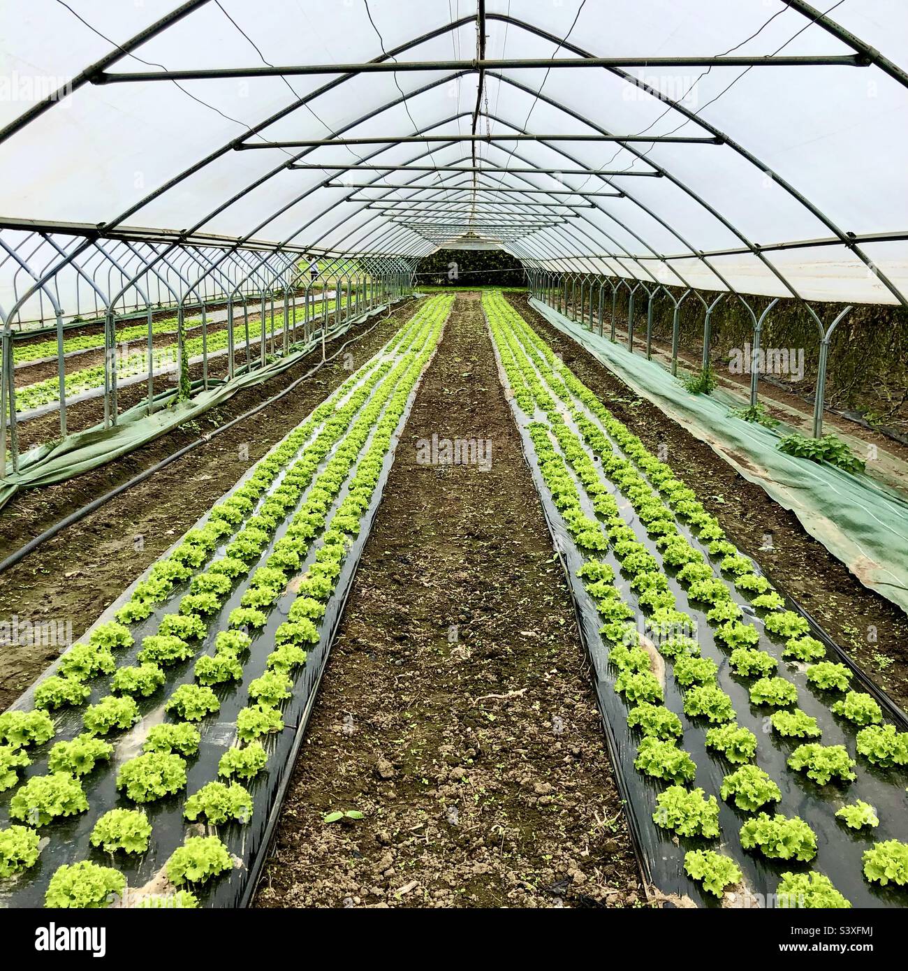 Neat rows of lettuces hi-res stock photography and images - Alamy