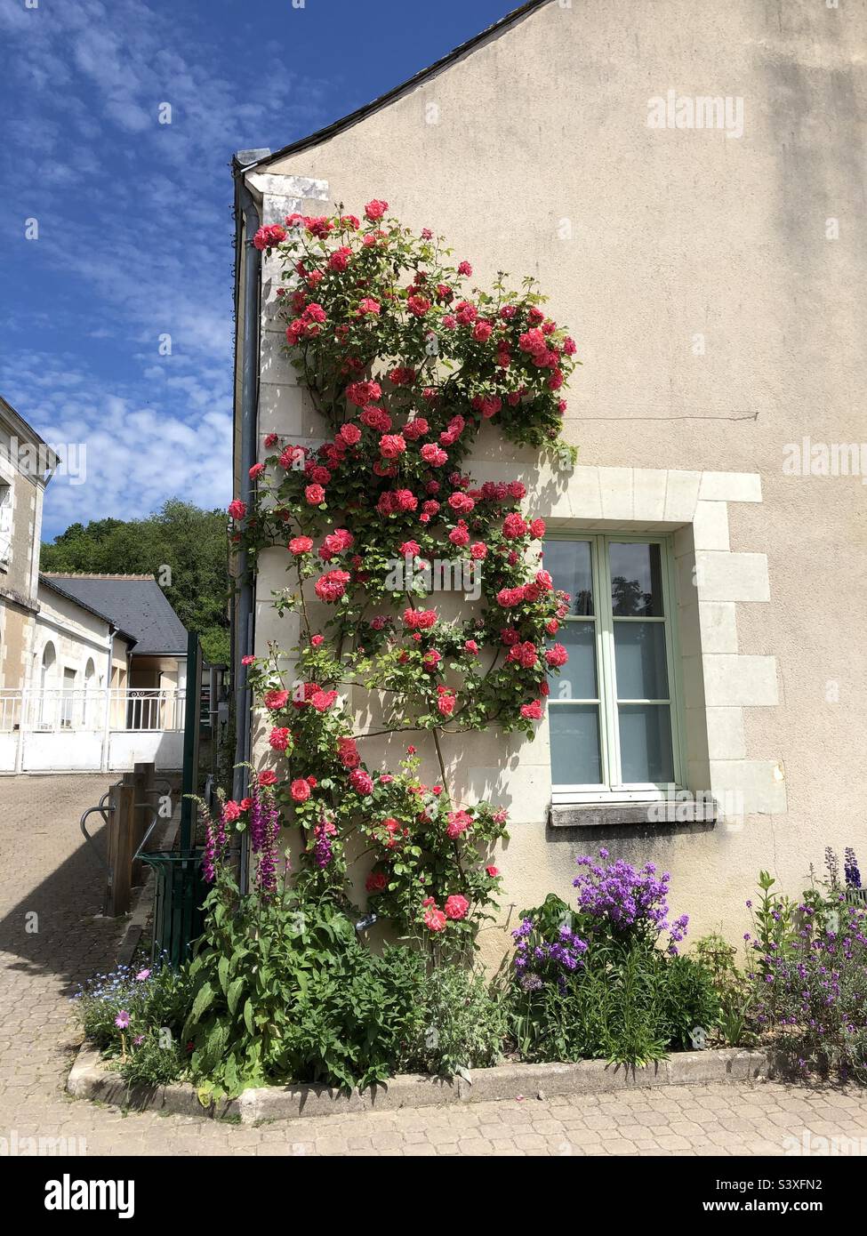 Roses growing up wall hi-res stock photography and images - Alamy