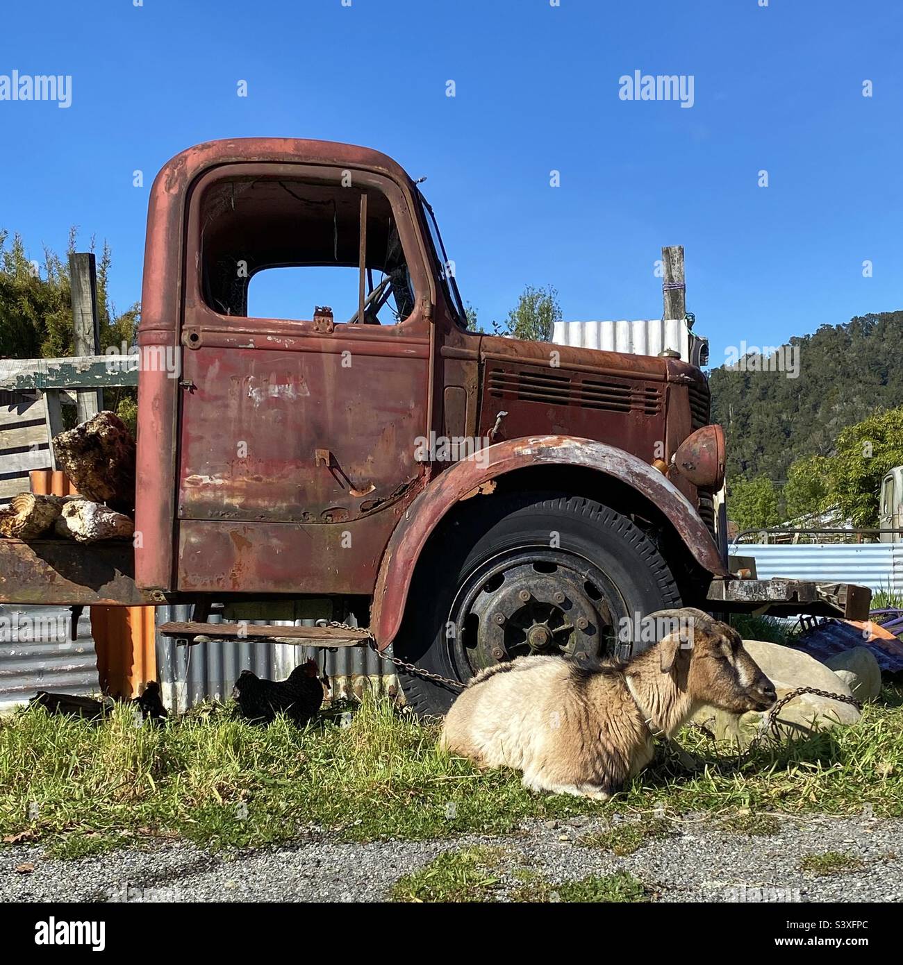 Goat truck hi-res stock photography and images - Alamy