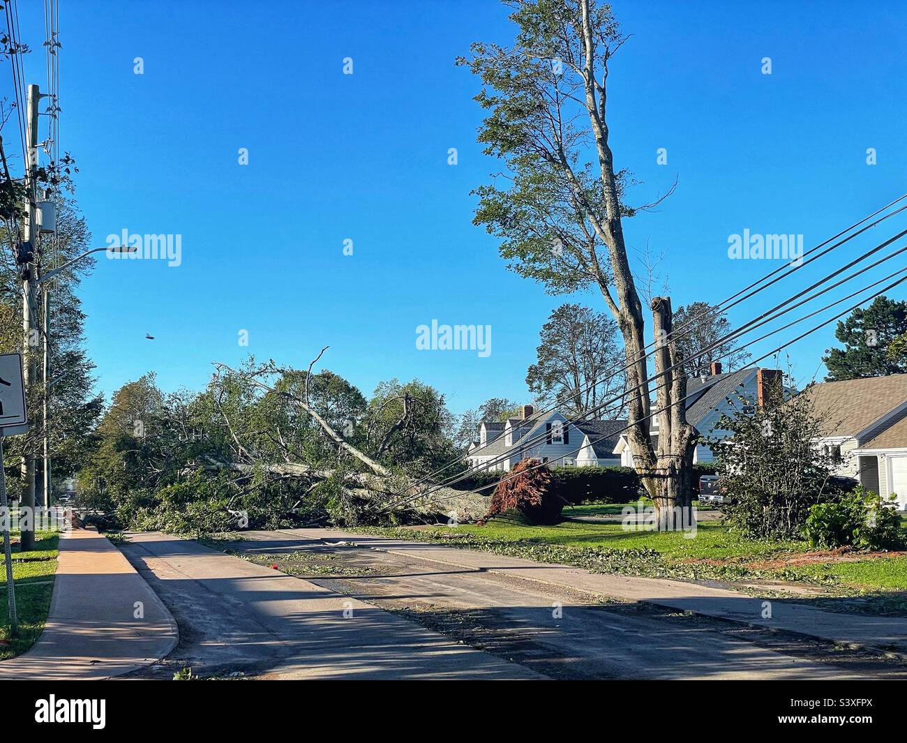 Trees knocked over by Hurricane Fiona in a city street in Summerside ...