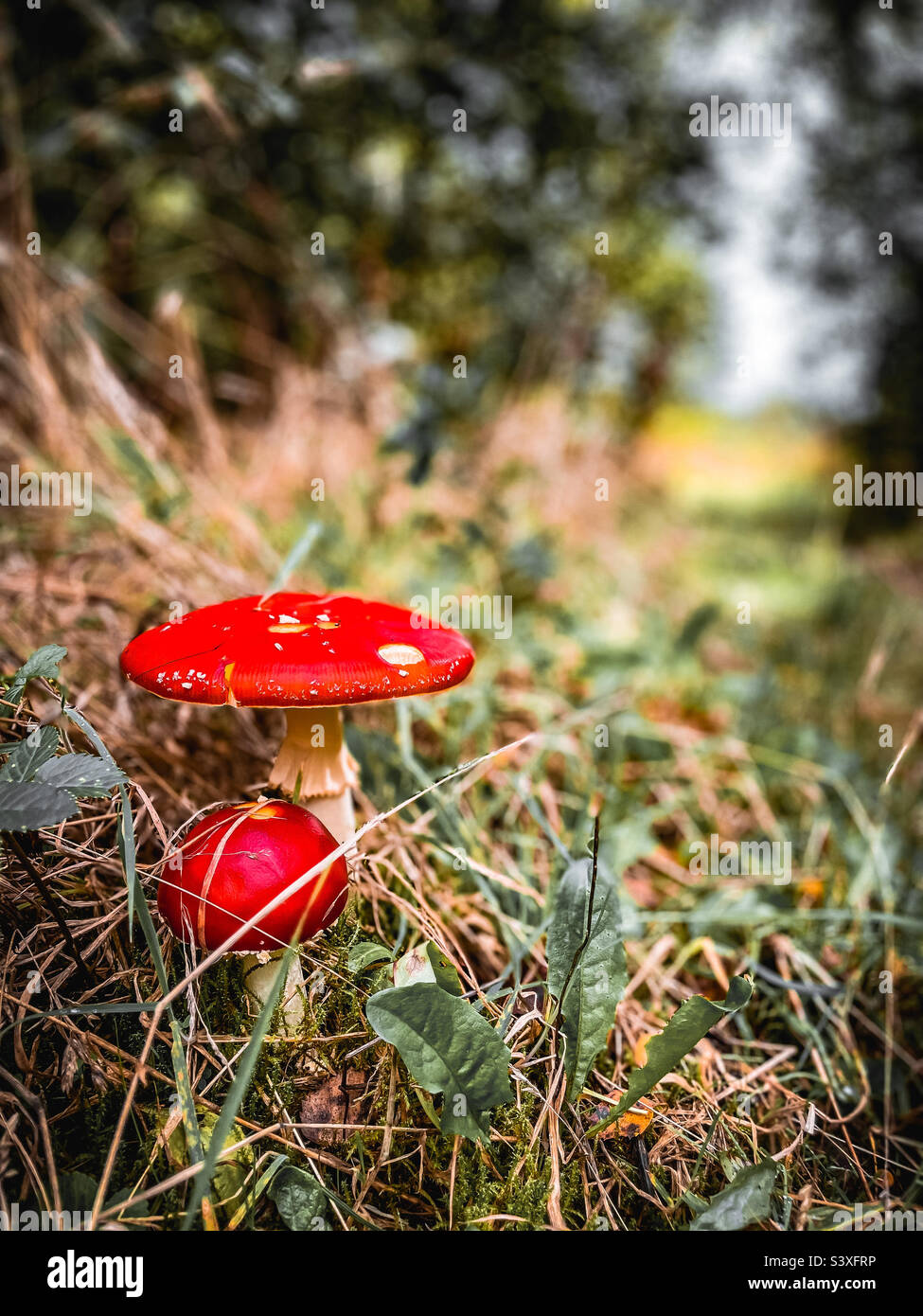Autumn walks and special finds Stock Photo - Alamy