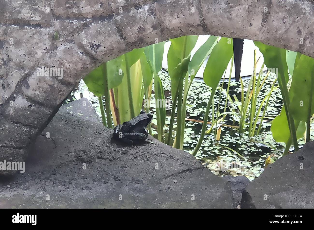 Frog bridge hi-res stock photography and images - Alamy