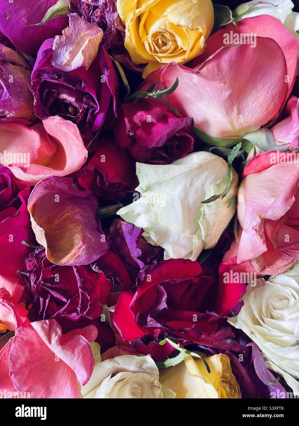 Rose heads hi-res stock photography and images - Alamy