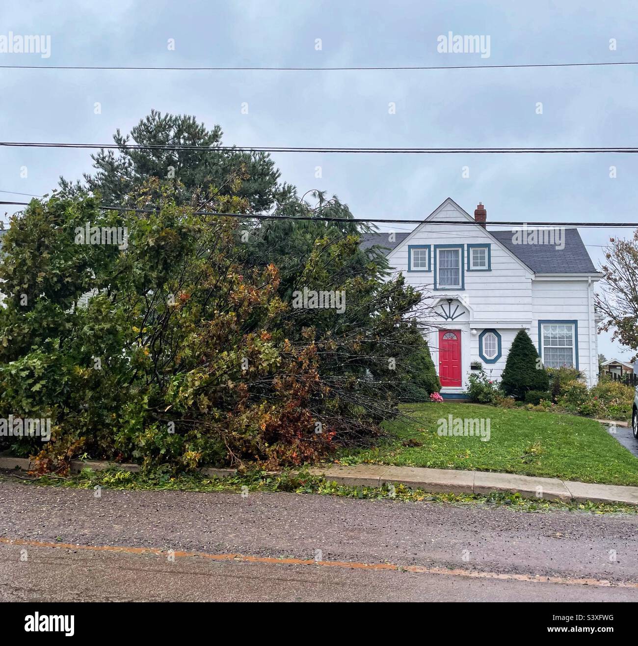 Trees knocked down by Hurricane Fiona in the city of Summerside, Prince ...