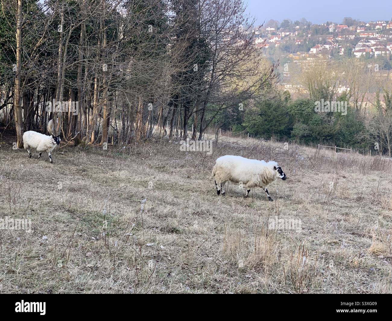 One sheep hi-res stock photography and images - Alamy