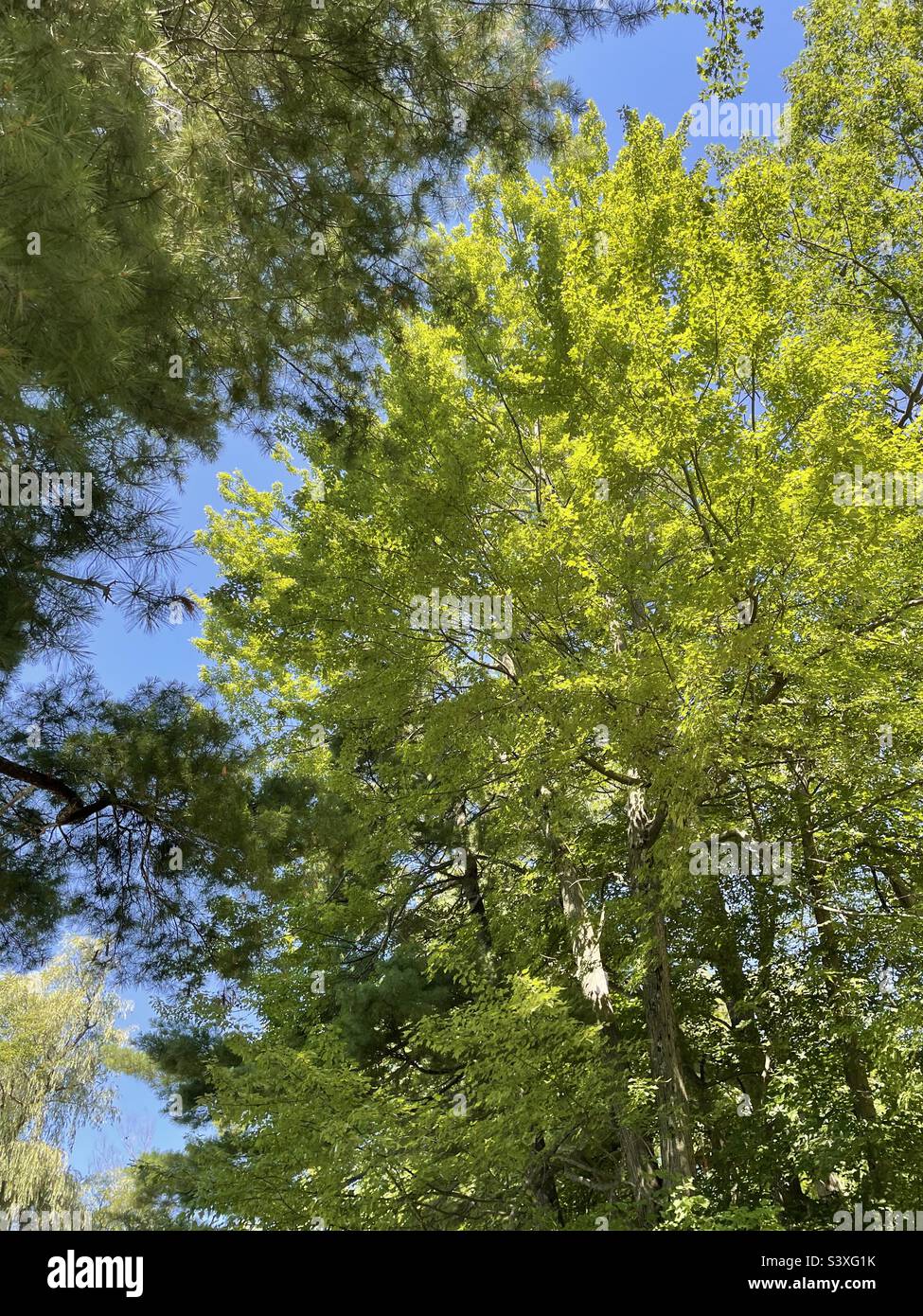 Worms eye view of trees hi-res stock photography and images - Alamy