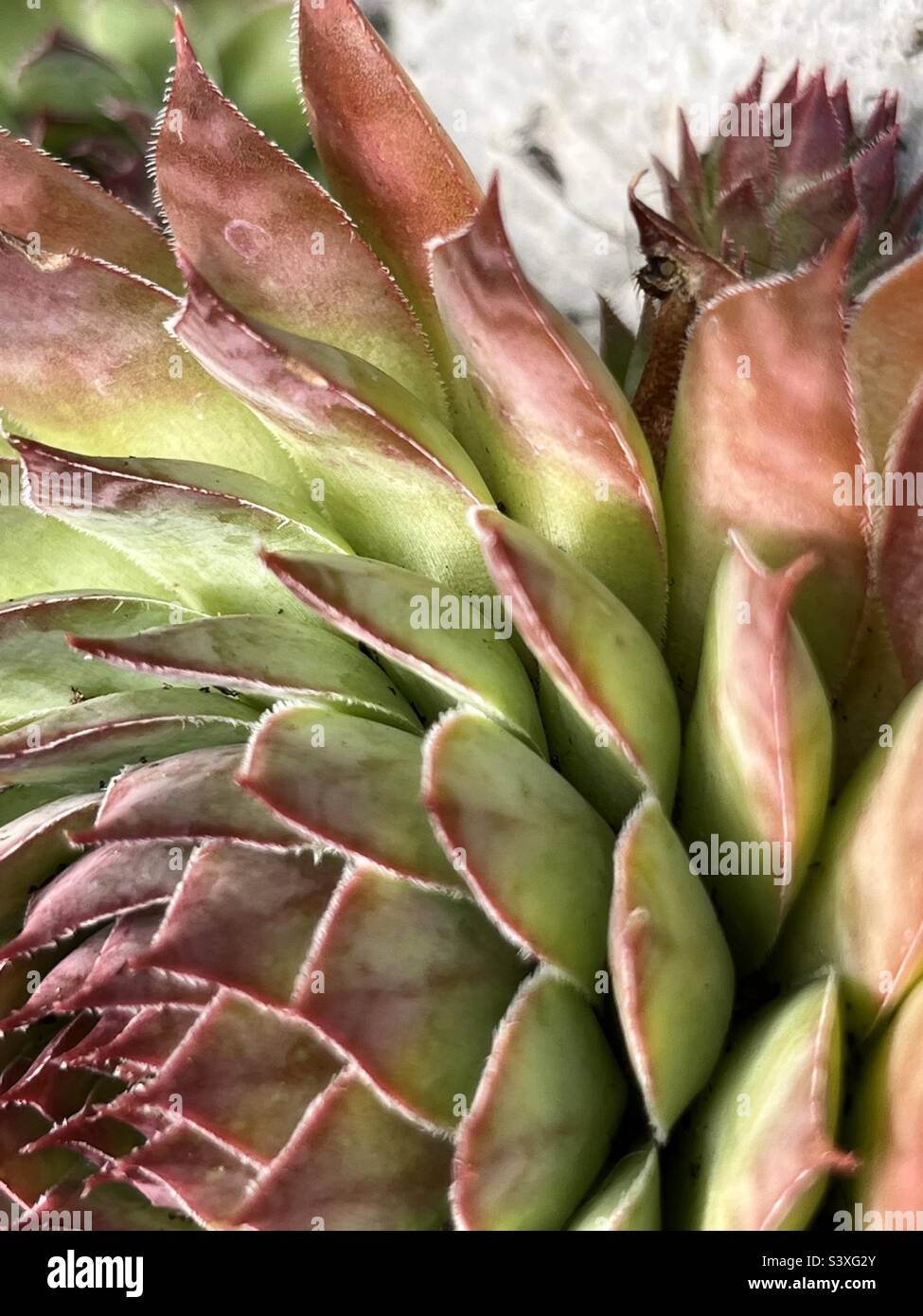 Chicks of hens hi-res stock photography and images - Alamy