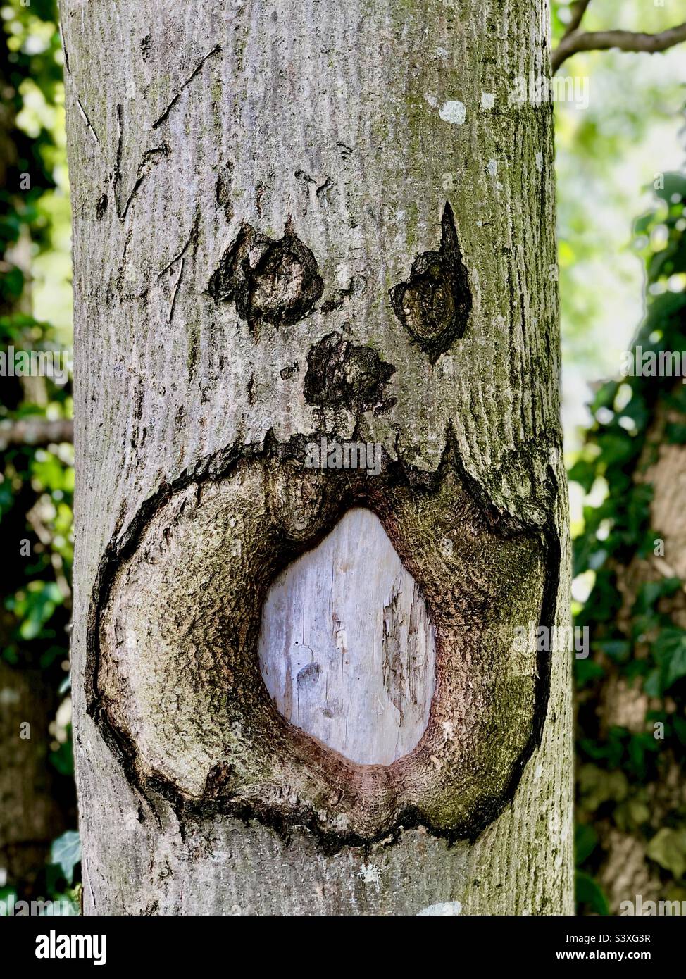 Smile forest hi-res stock photography and images - Alamy