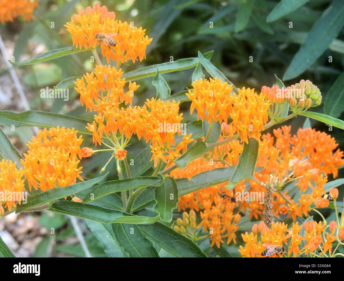 Butterfly weed hi-res stock photography and images - Alamy