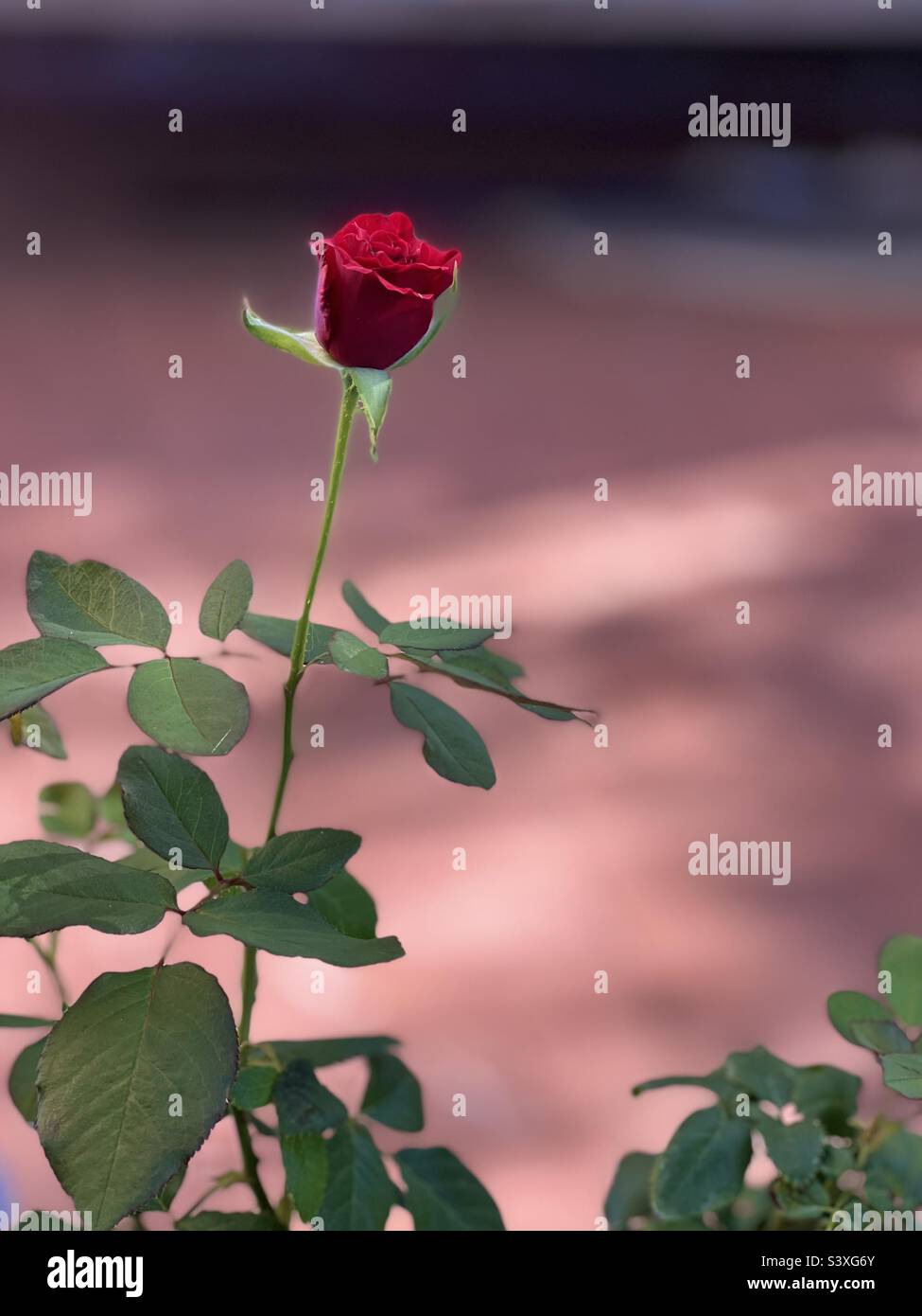 A single rose hi-res stock photography and images - Alamy