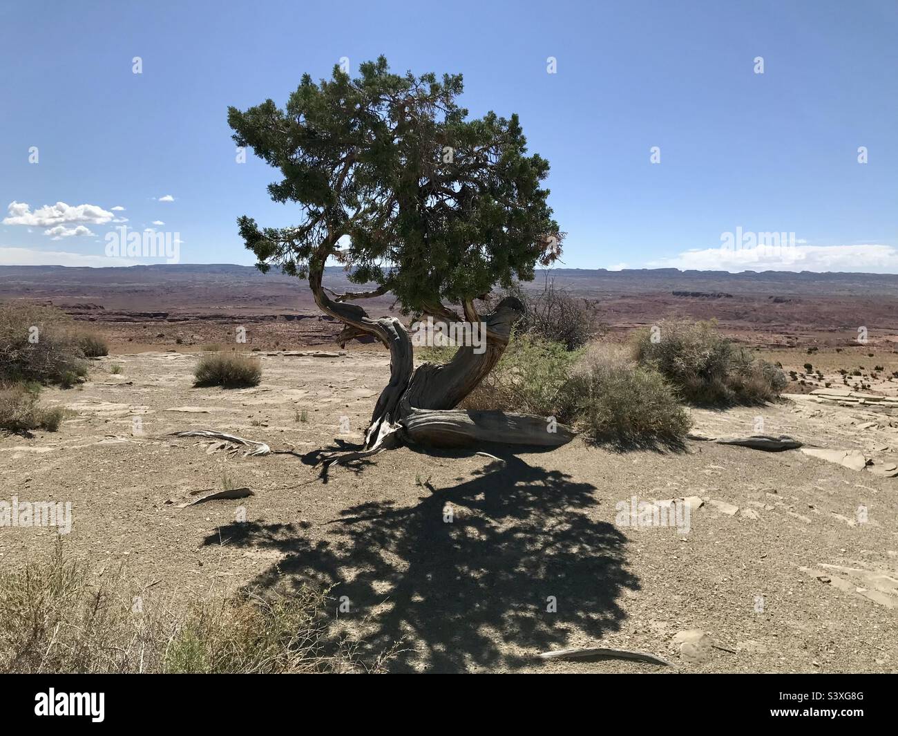 Windswept tree hi-res stock photography and images - Alamy