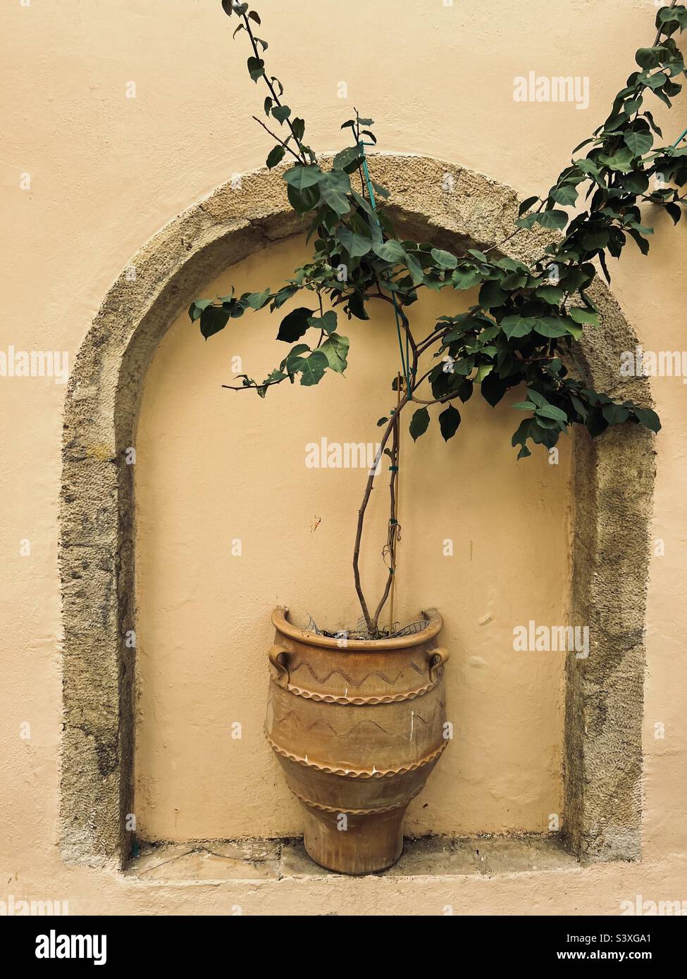 Greek pot plant hi-res stock photography and images - Alamy
