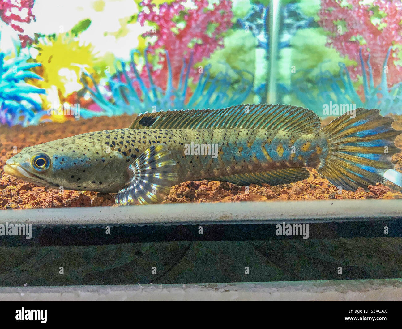 Blue pulcra hi-res stock photography and images - Alamy