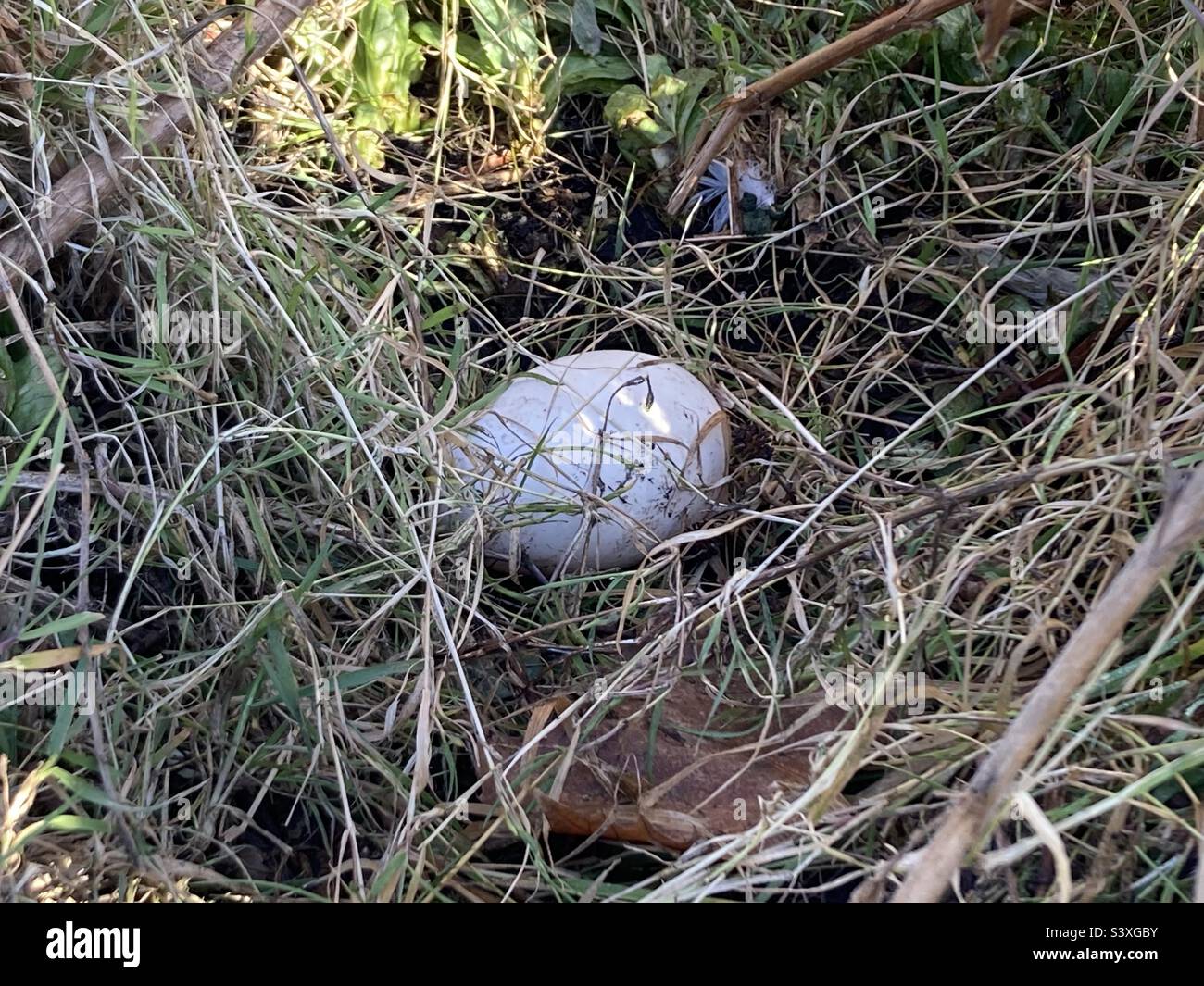 Goose egg hi-res stock photography and images - Alamy