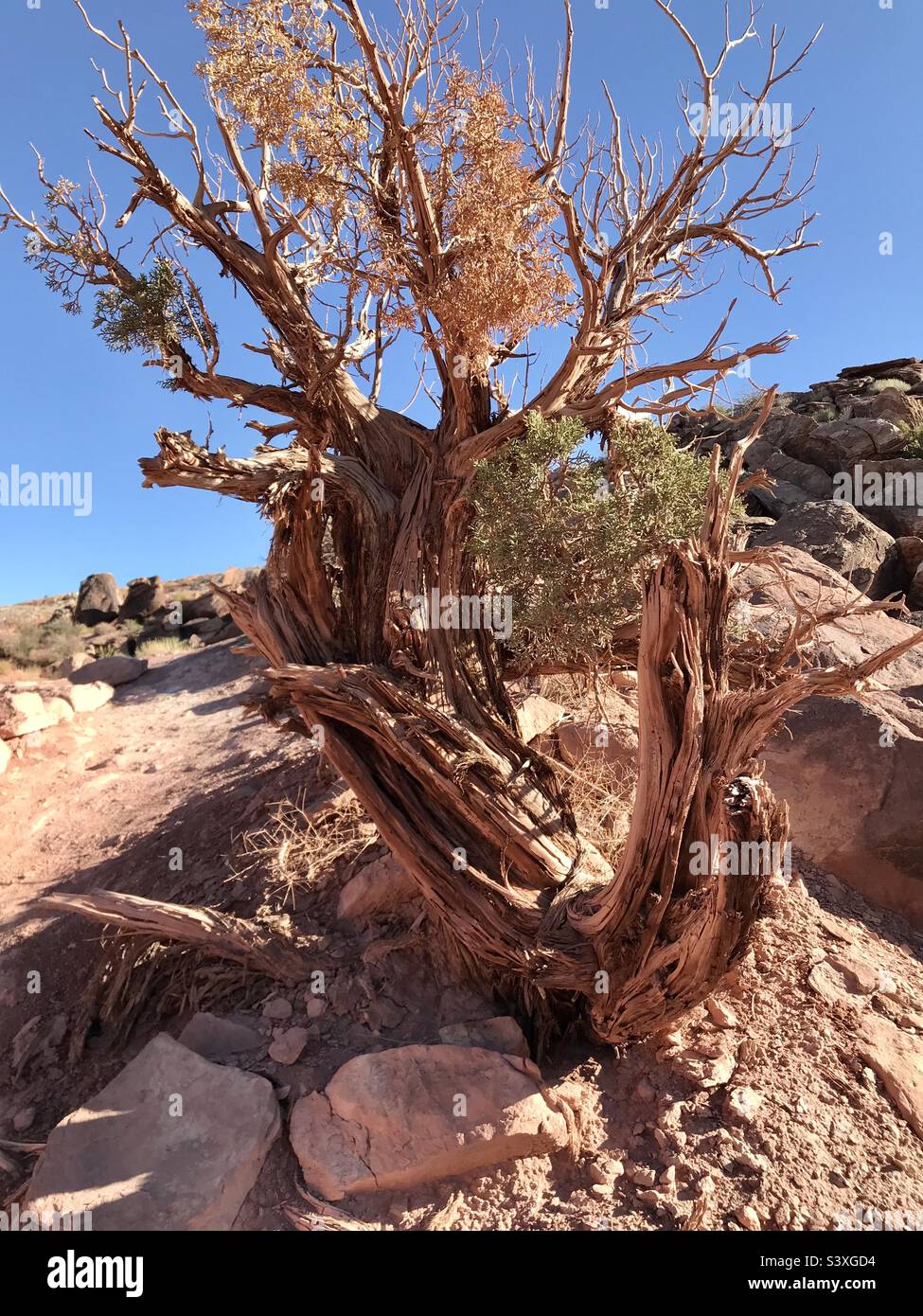 Dead tree in desert hi-res stock photography and images - Alamy