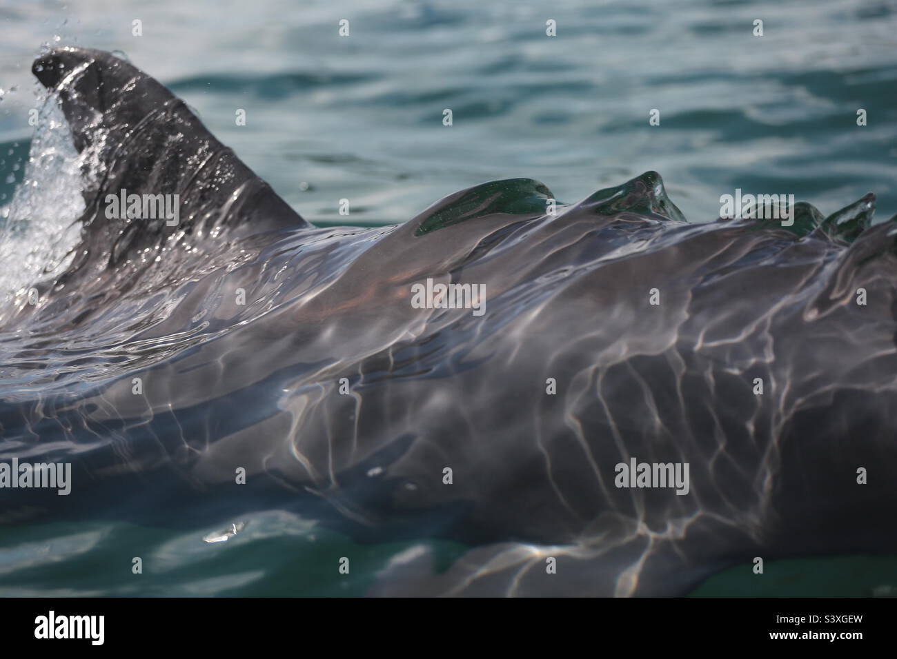 Dolphin lover hi-res stock photography and images - Alamy