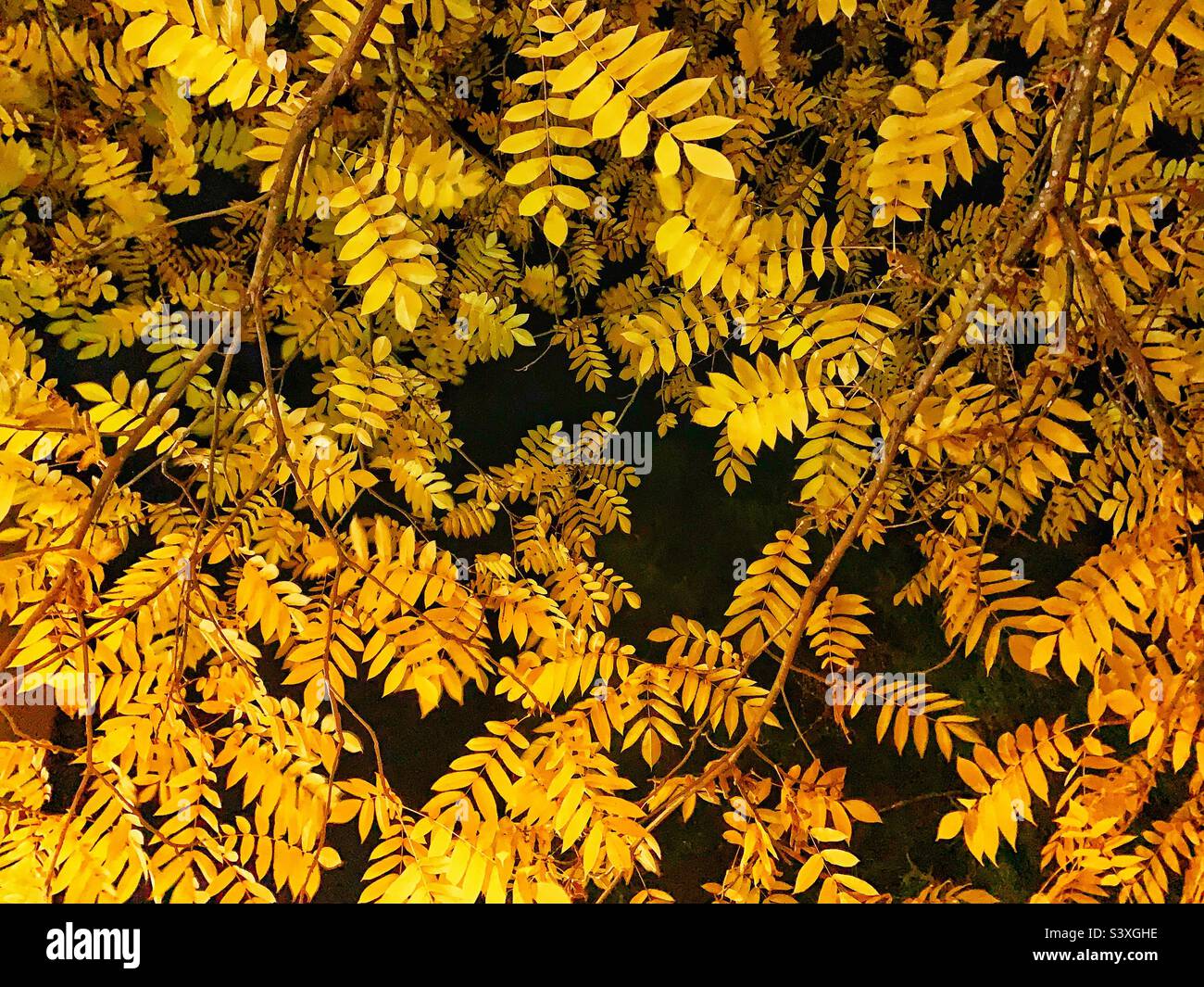 Dark yellow leaves hi-res stock photography and images - Alamy