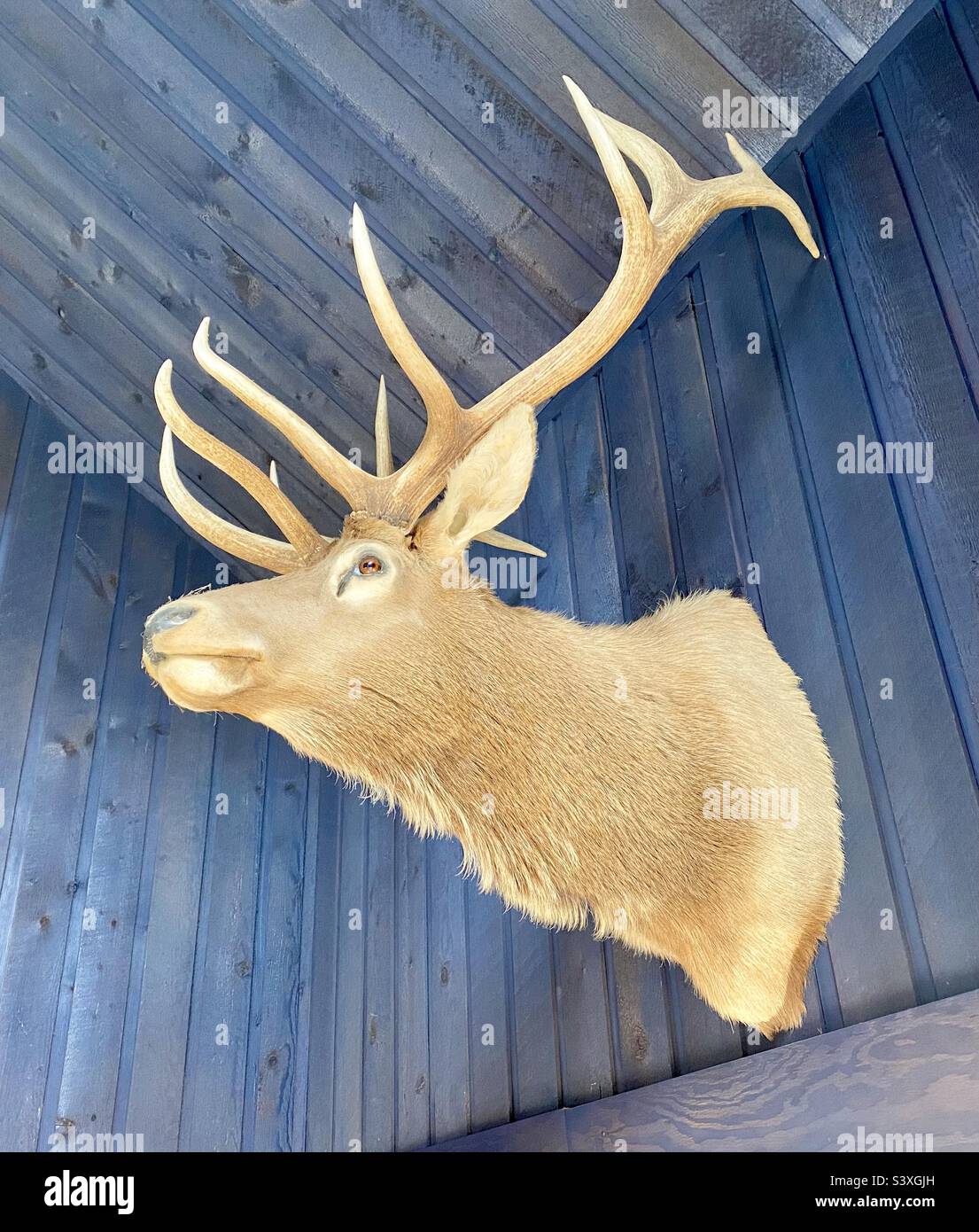 Mounted Elk Head Drawing