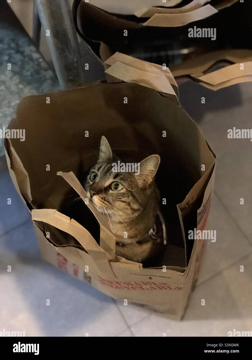 A cat in a paper bag Stock Photo - Alamy