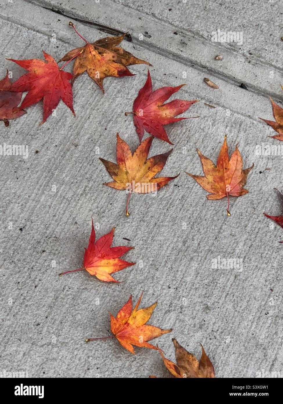 Maple leafs fall hi-res stock photography and images - Alamy