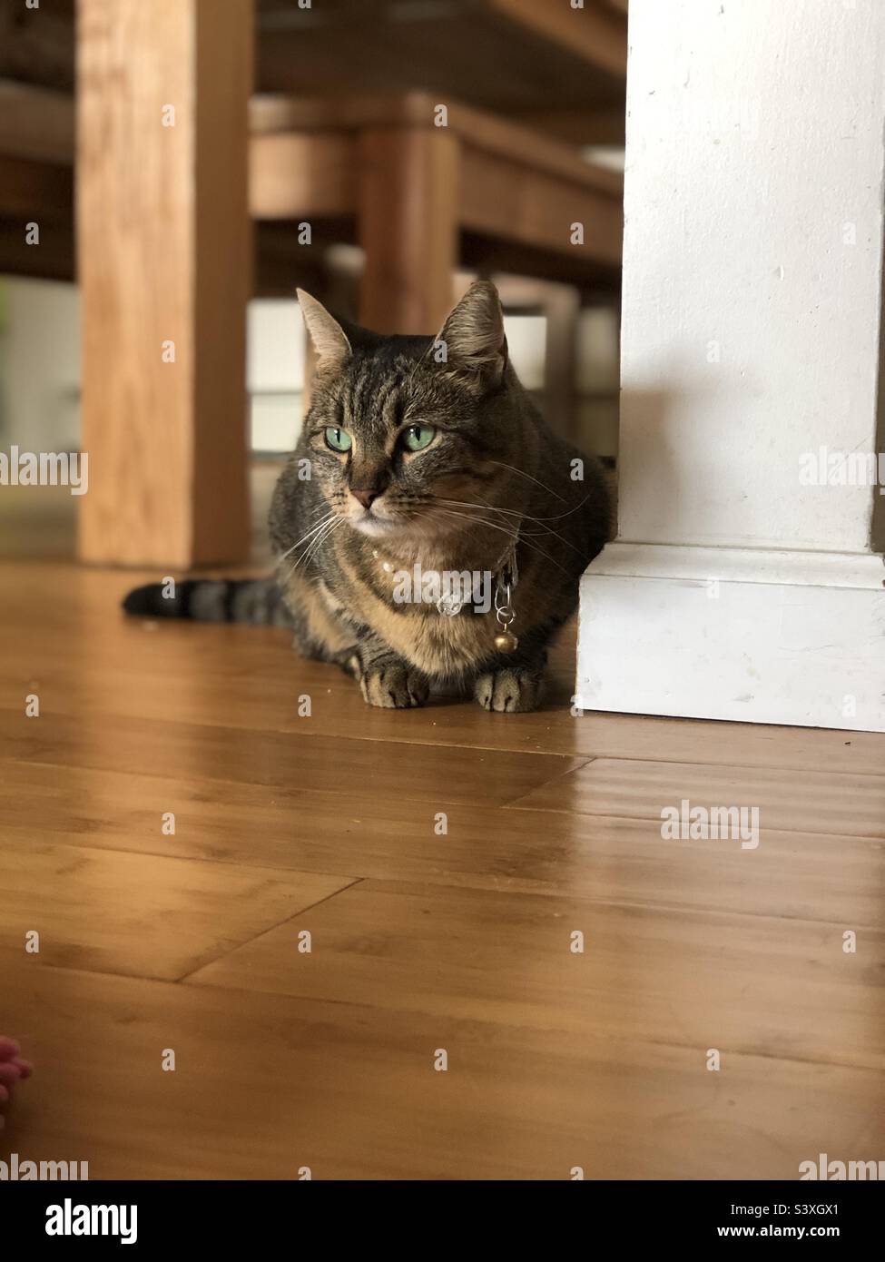 Cat four legs hi-res stock photography and images - Alamy