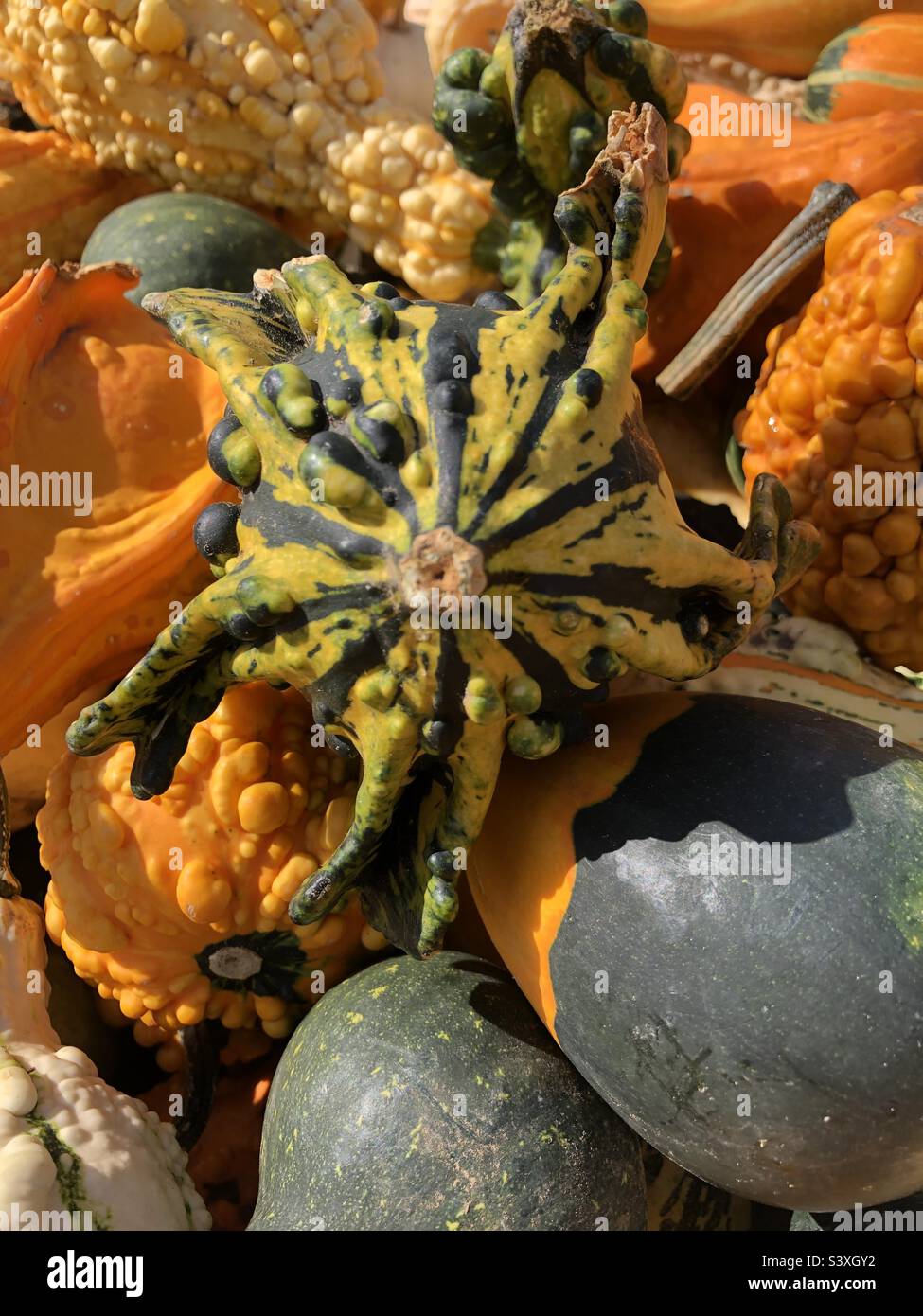 A collection of colourful gourds Stock Photo - Alamy