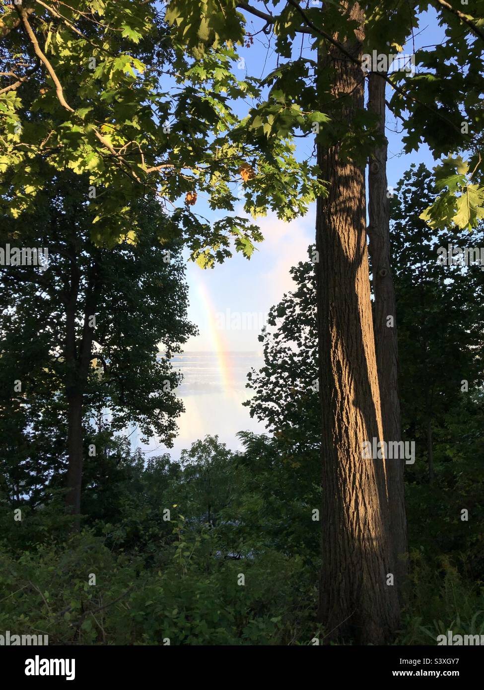 Flora trees hi-res stock photography and images - Alamy