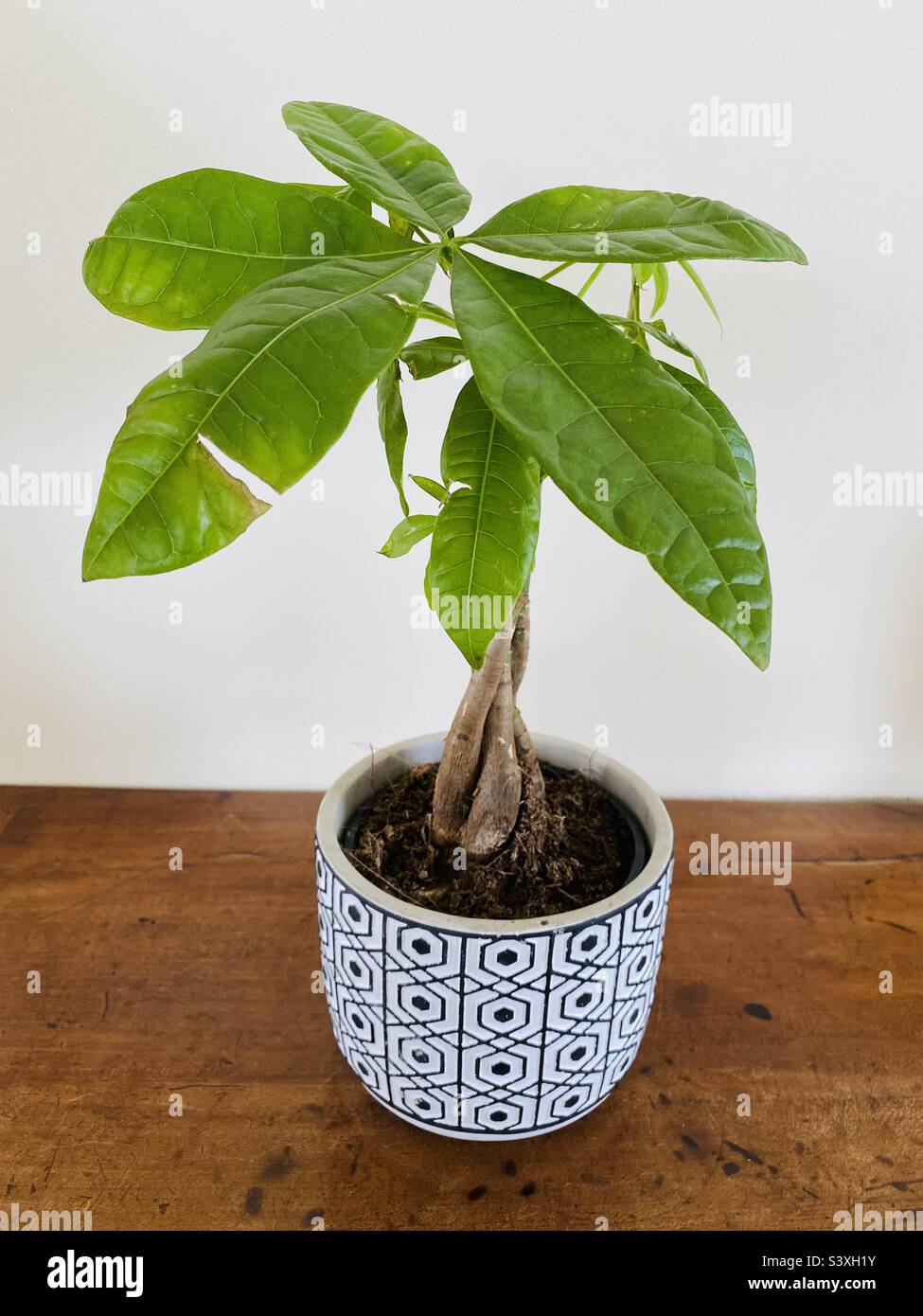 Pachira Aquatica or Money Tree Stock Photo - Alamy