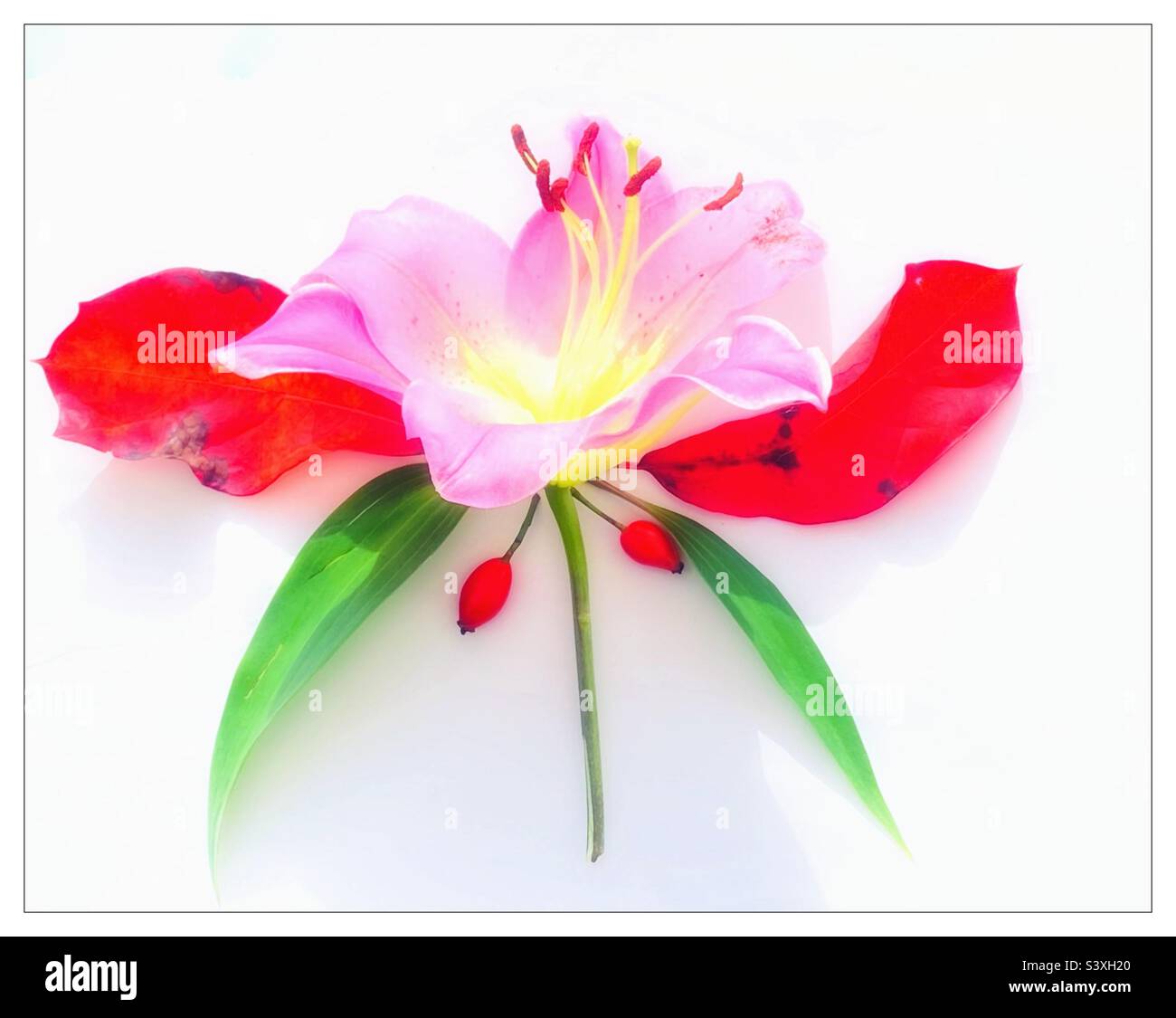 Strange head color hi-res stock photography and images - Alamy