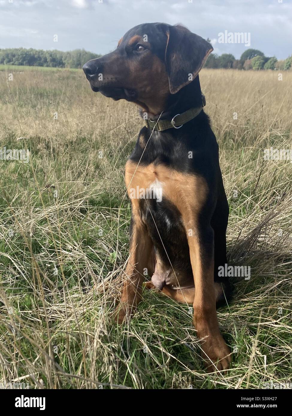 Checking the breed hi-res stock photography and images - Alamy