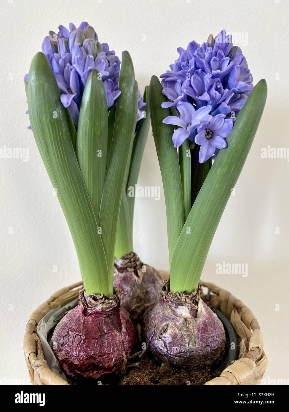 Hyacinth bulbs pot hi-res stock photography and images - Alamy