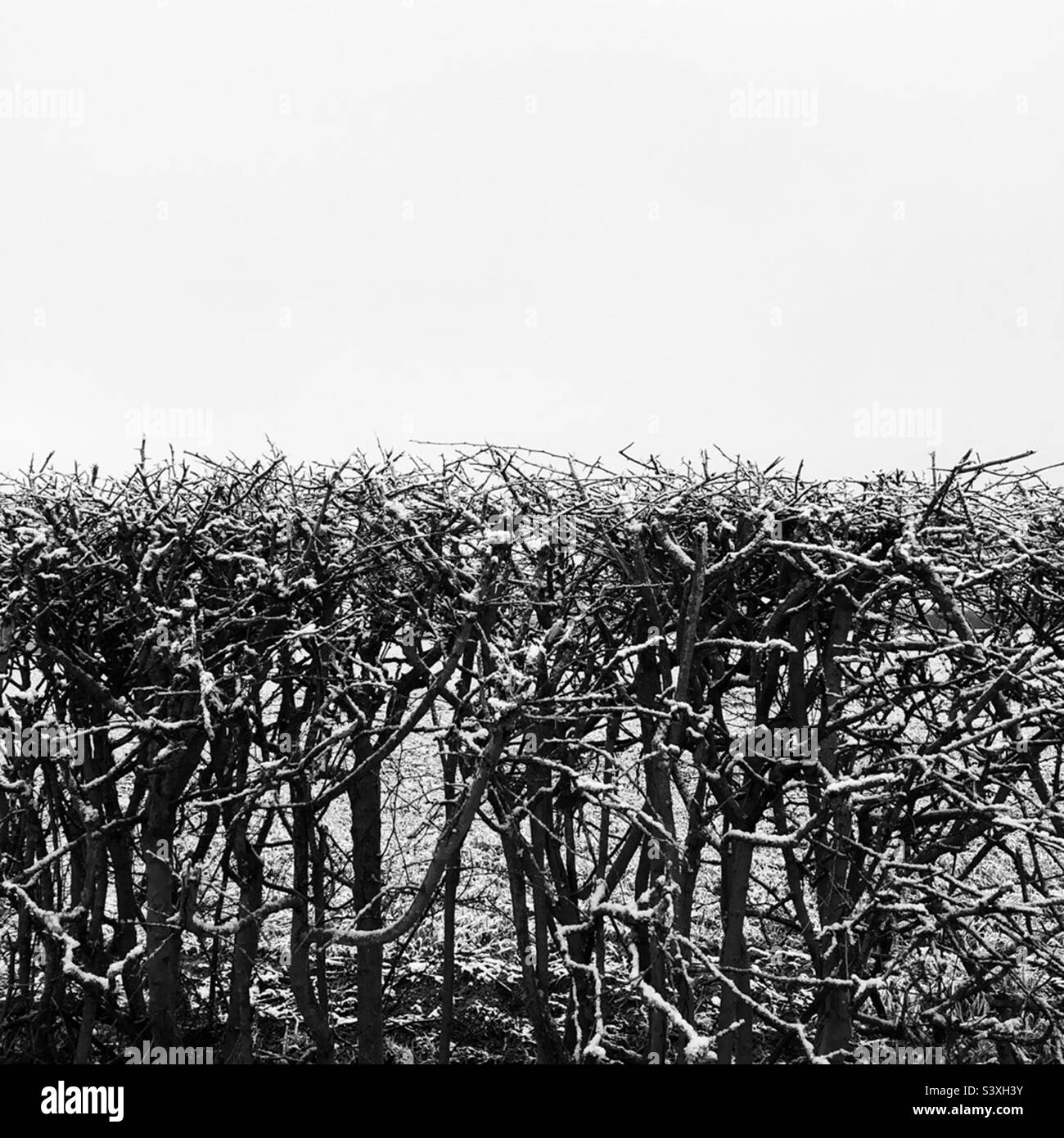 Winter hedgerow Black and White Stock Photos & Images - Alamy