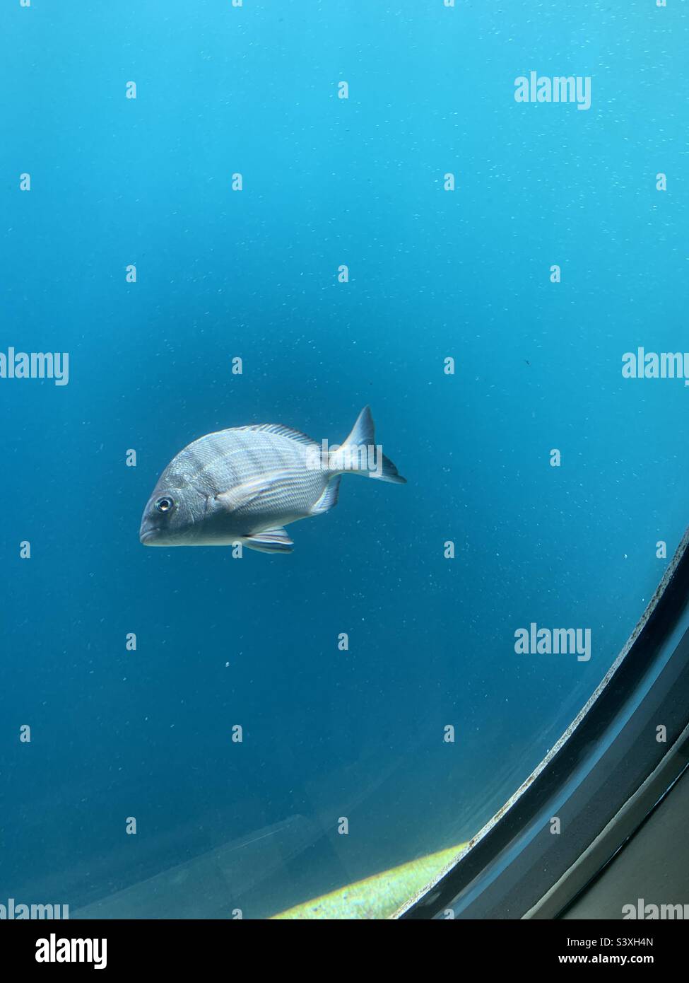 Fish off hi-res stock photography and images - Alamy