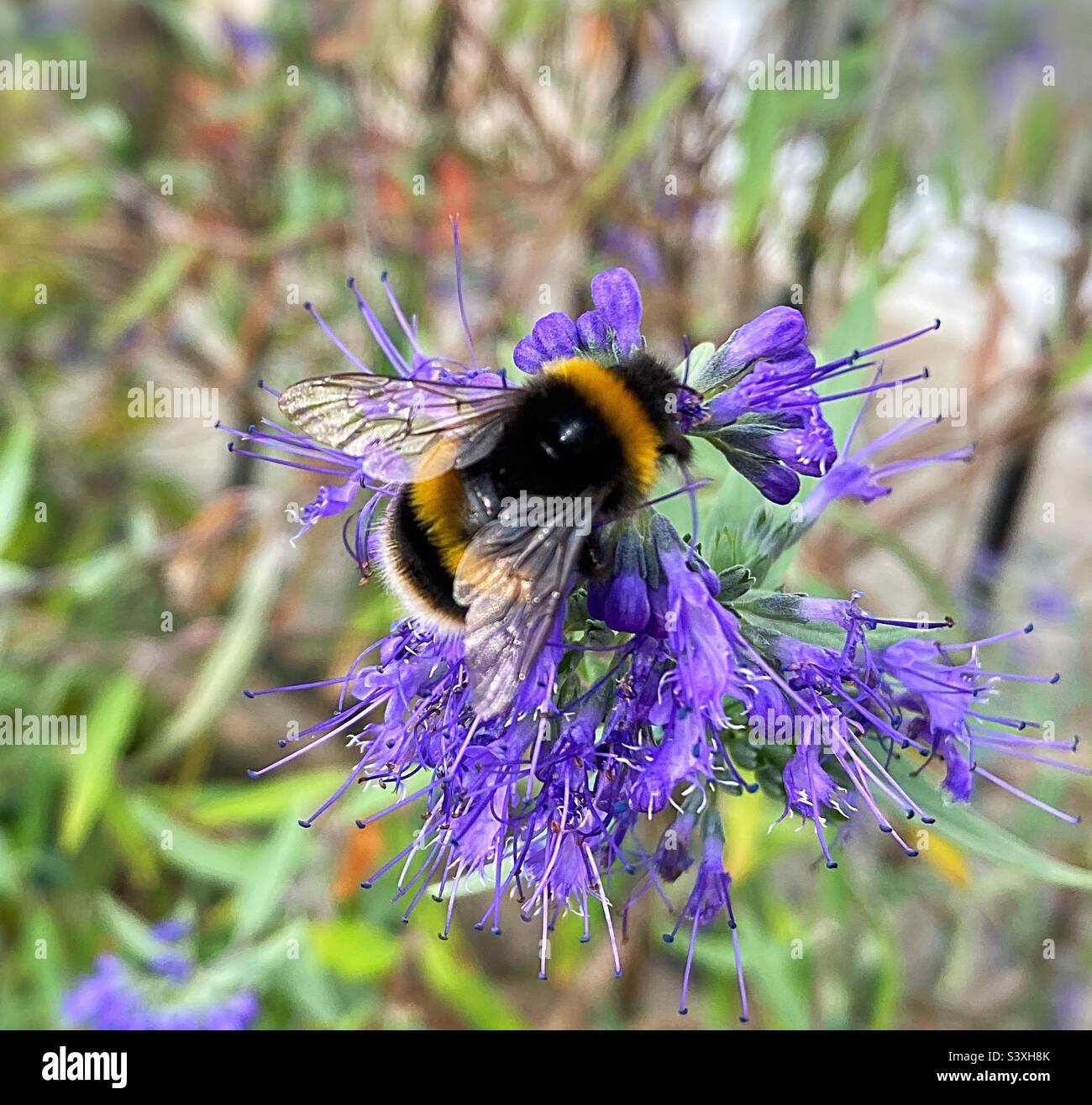 Mr bumble hi-res stock photography and images - Alamy