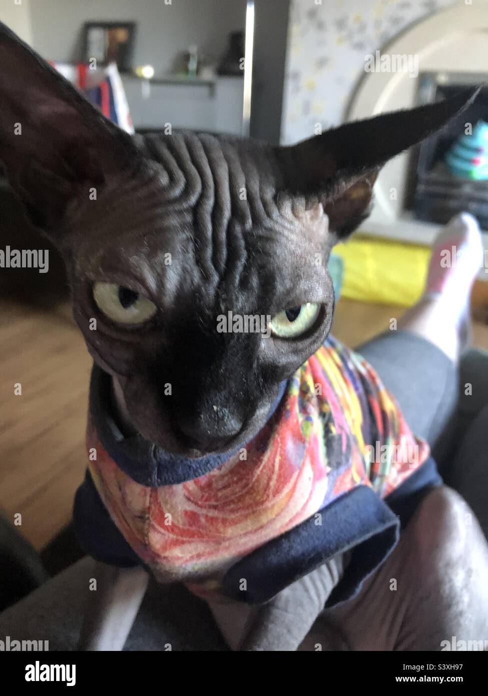 Very angry cat hi-res stock photography and images - Alamy