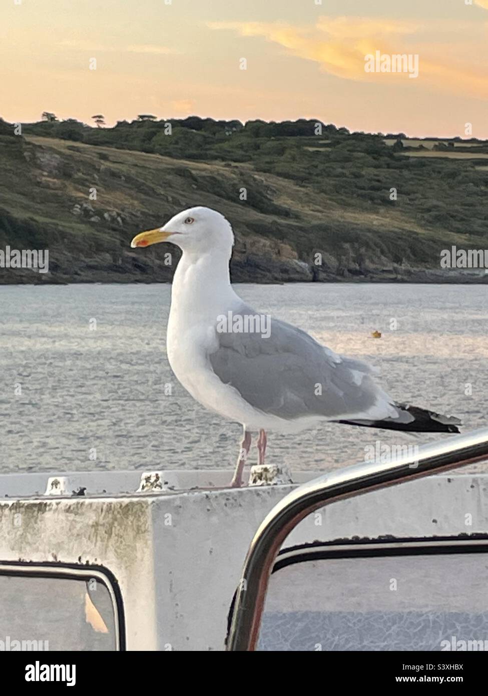 Seagull on boat hi-res stock photography and images - Alamy