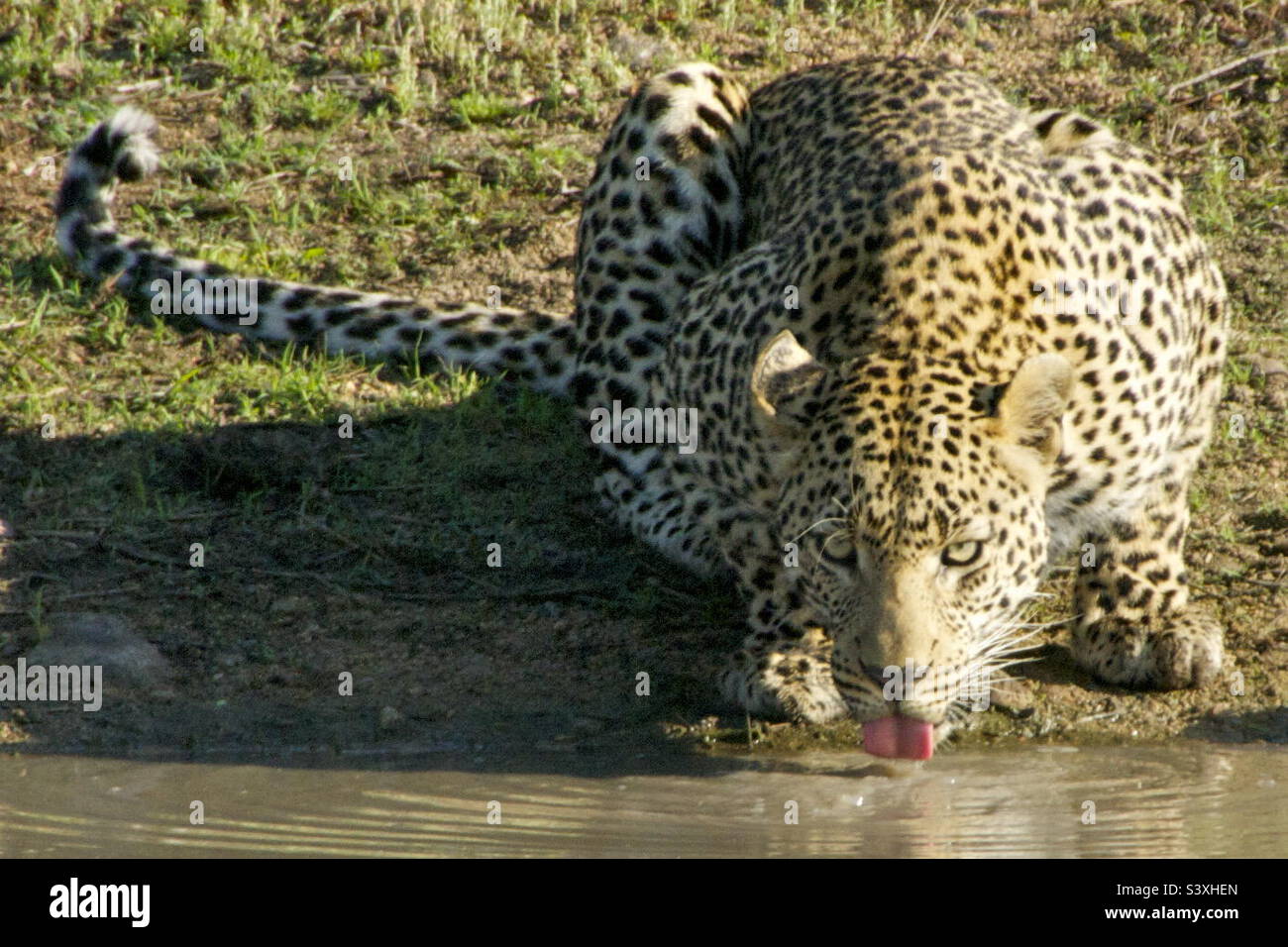 Sabi sands south africa hi-res stock photography and images - Alamy