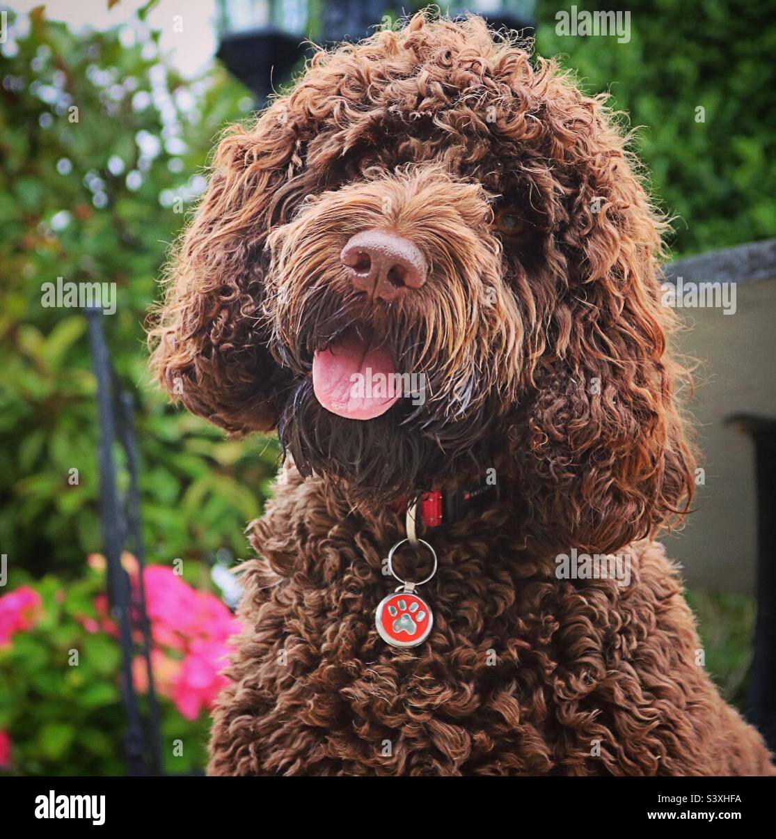 Cockapoo dogs hi-res stock photography and images - Alamy