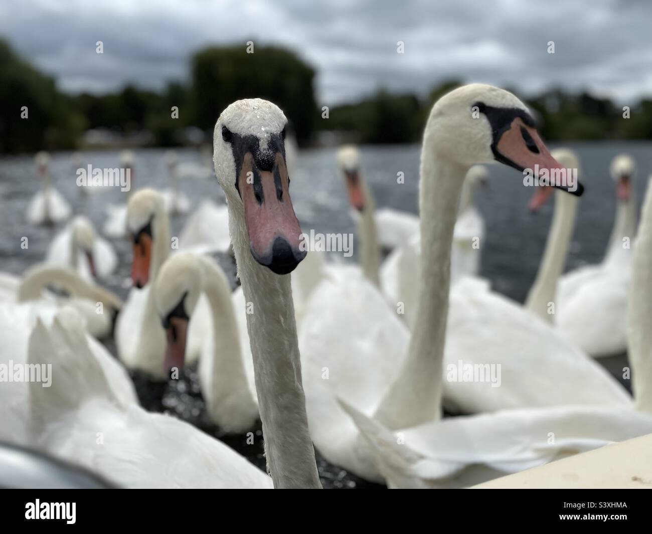 Swan upping beak hi-res stock photography and images - Alamy