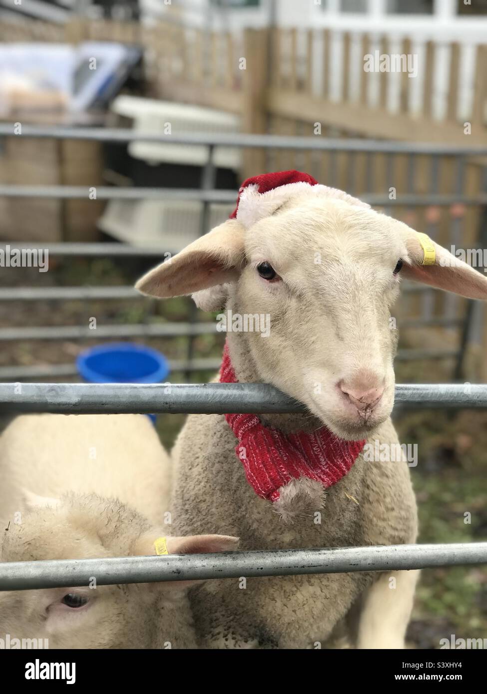 Sheep with hat hi-res stock photography and images - Alamy