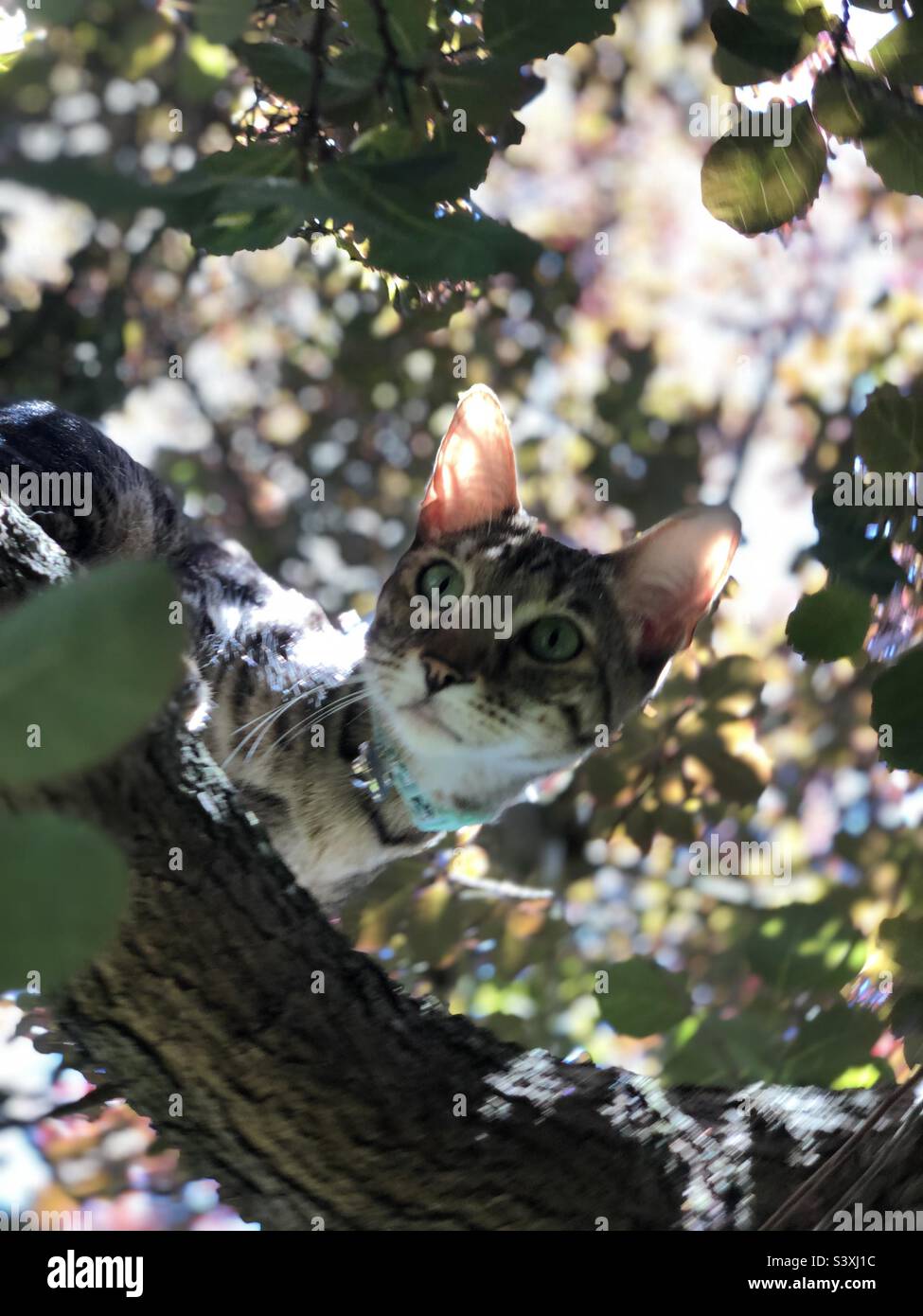 Cat in tree hi-res stock photography and images - Alamy